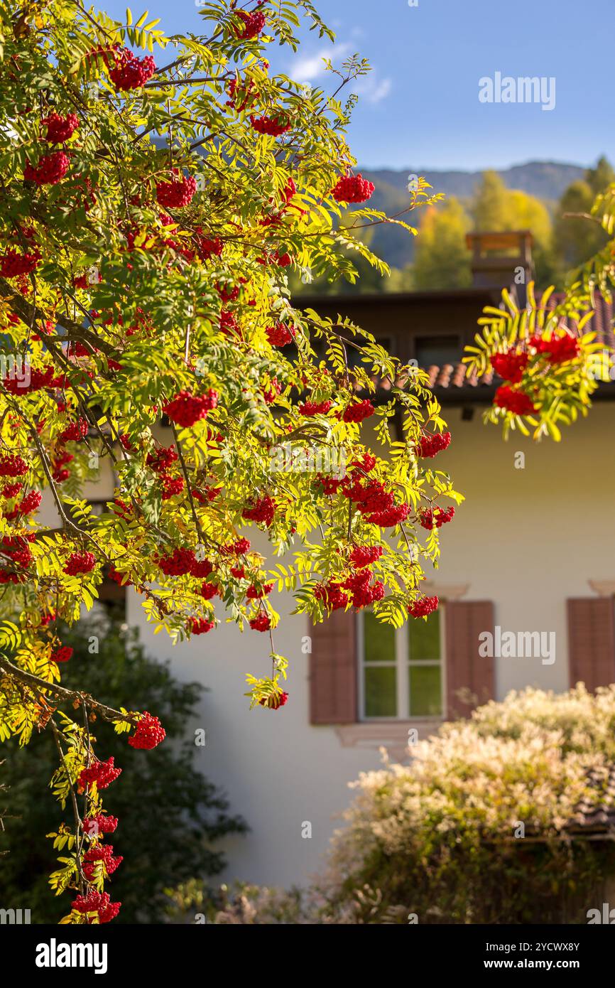 Large clusters of rowan berries hang from a branch and alpine house ...