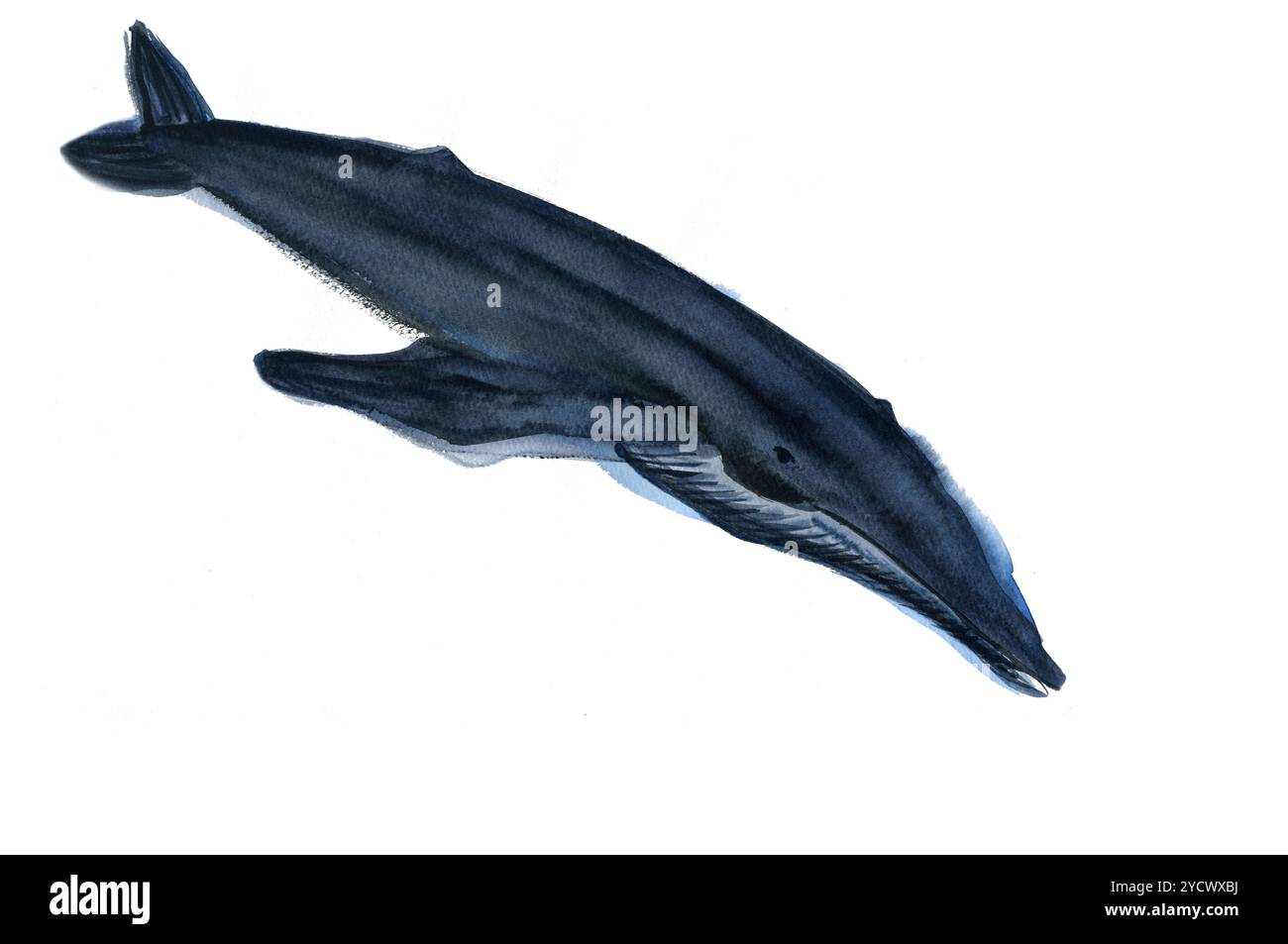 Whale illustrations hi-res stock photography and images - Alamy