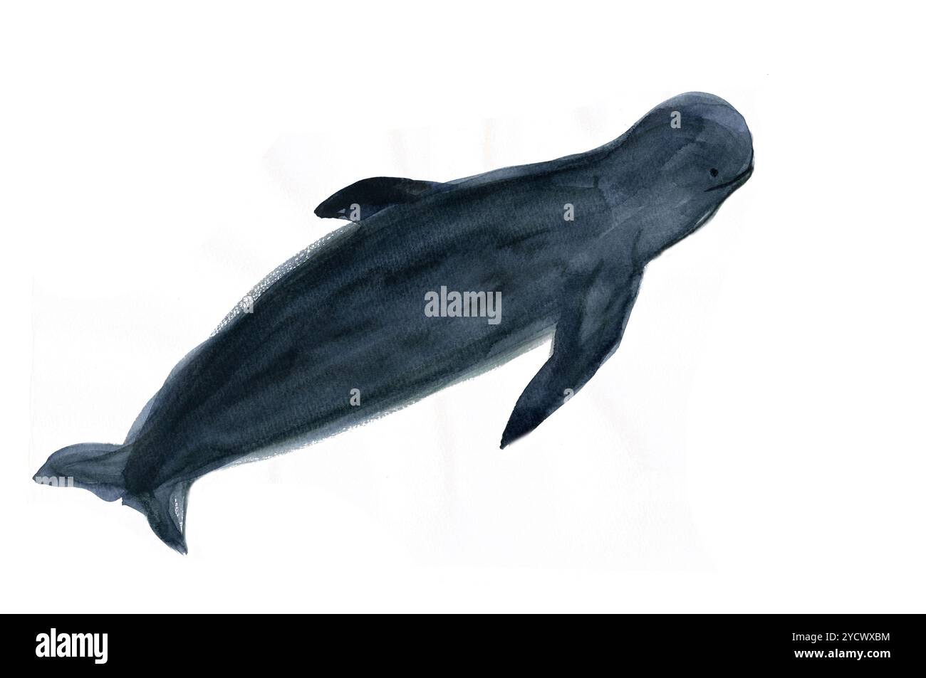 Whale illustrations hi-res stock photography and images - Alamy