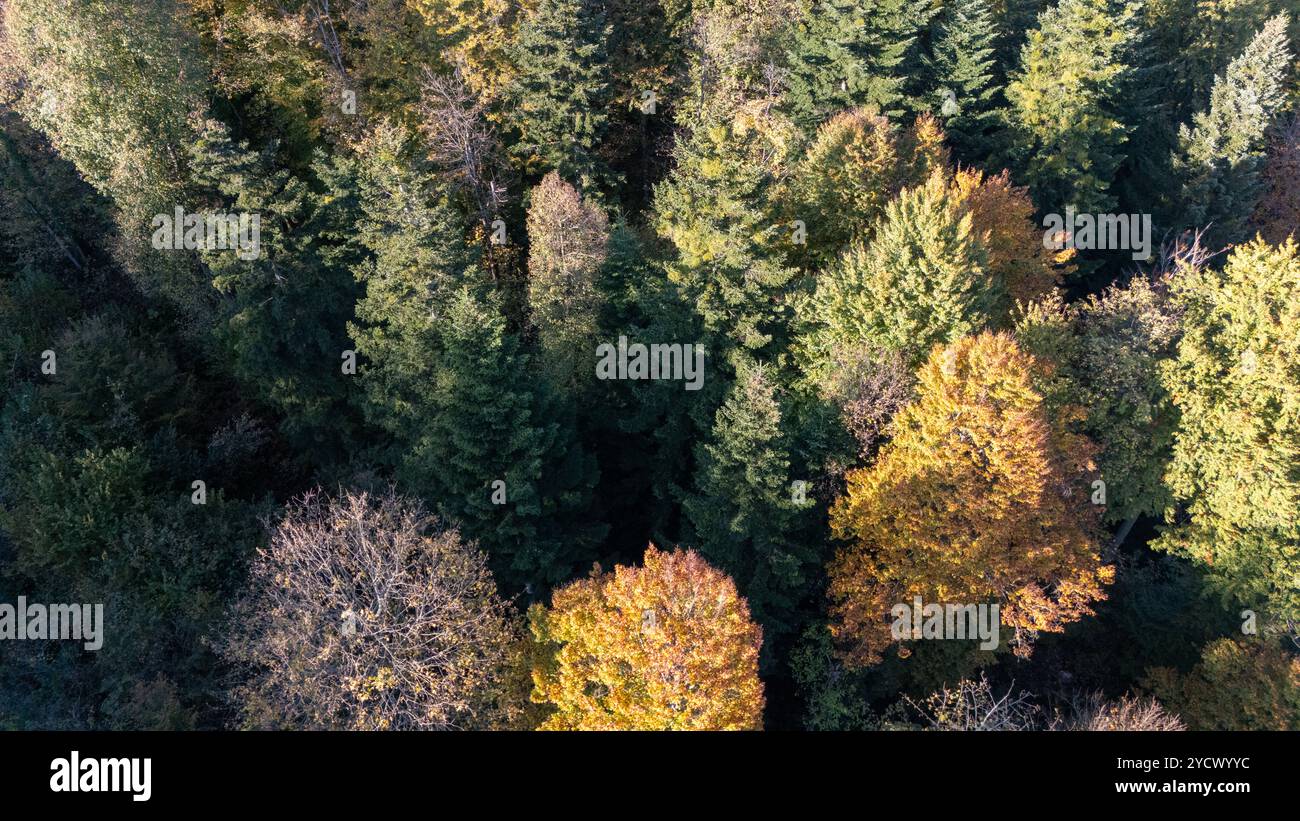 Aerial top down shot forest hi-res stock photography and images - Alamy