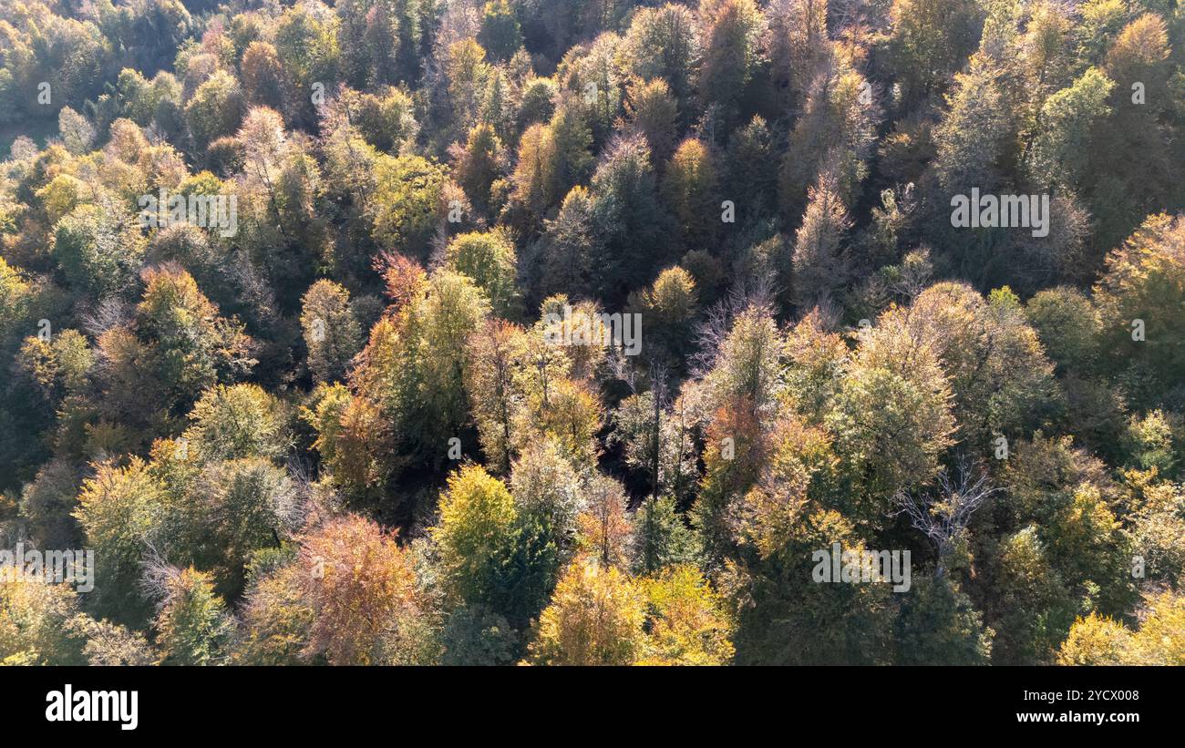 Aerial view forest no leaves hi-res stock photography and images - Alamy