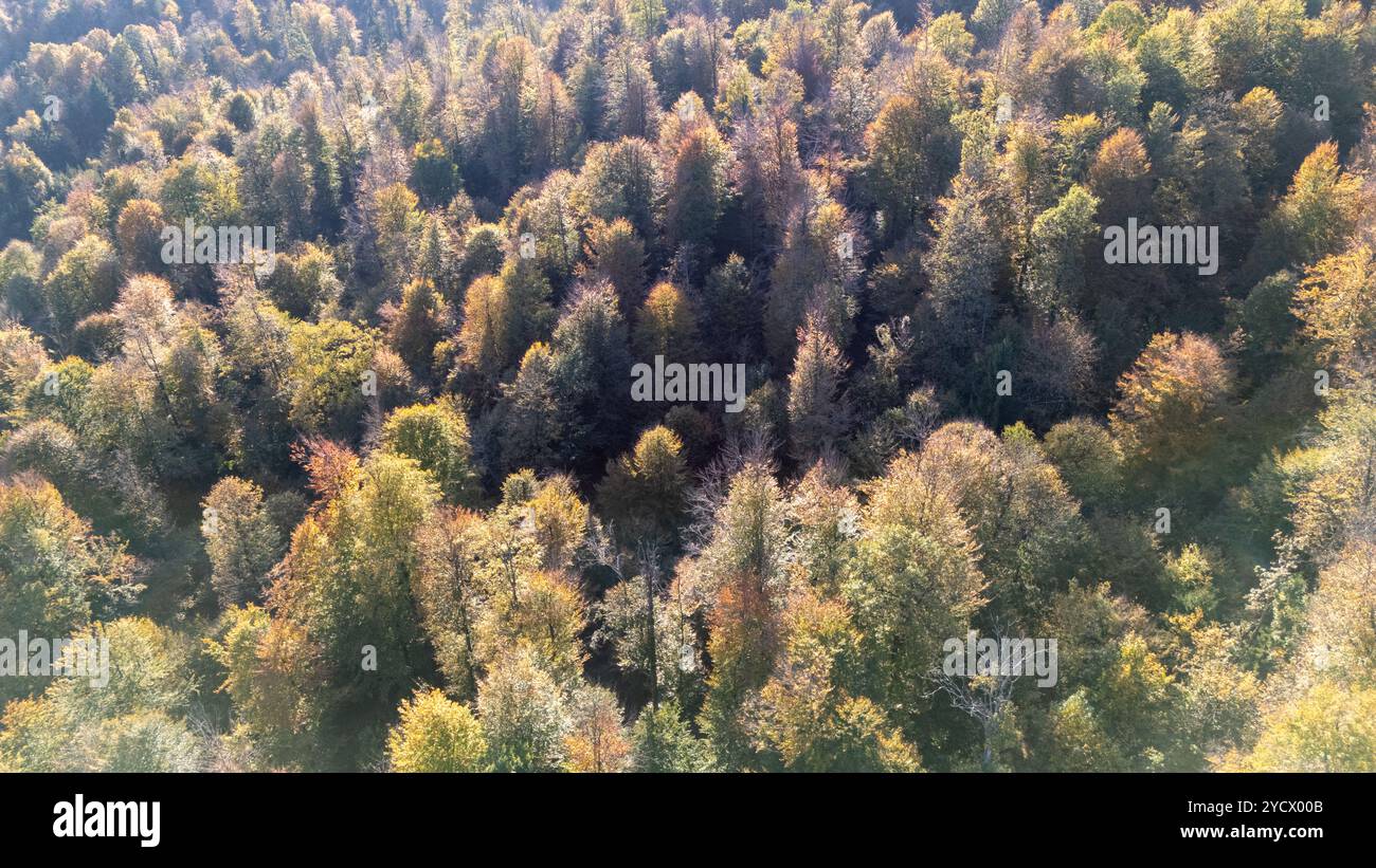 Aerial top down shot autumn hi-res stock photography and images - Alamy
