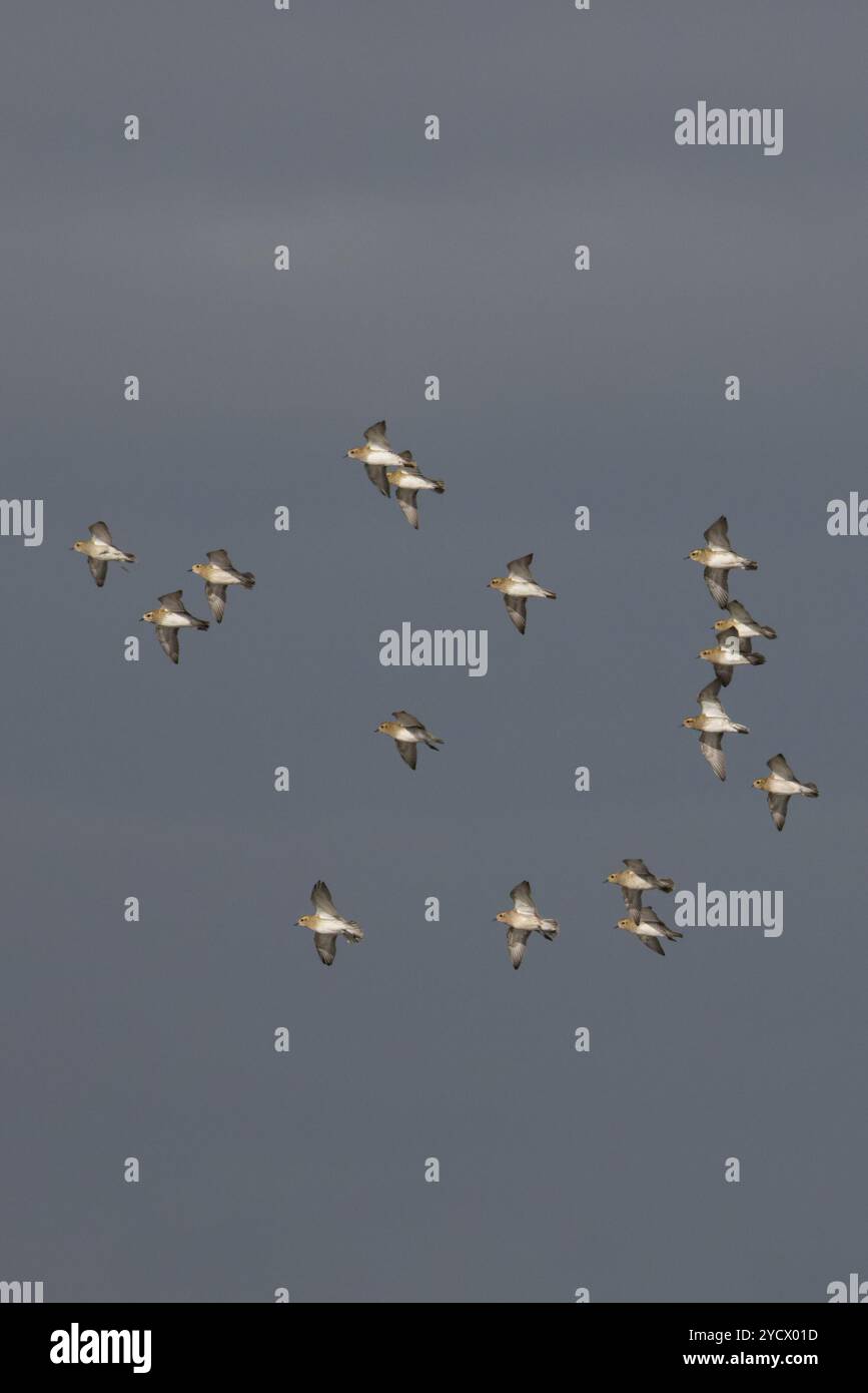 Golden Plover (Pluvialis apricaria) flock flying Norfolk October 2024 ...