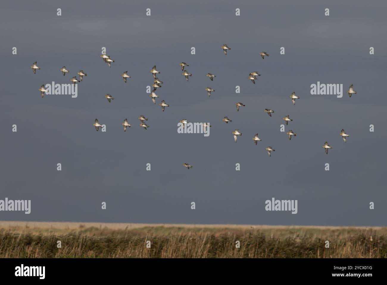Golden plover golden plovers flock pluvialis apricaria hi-res stock ...