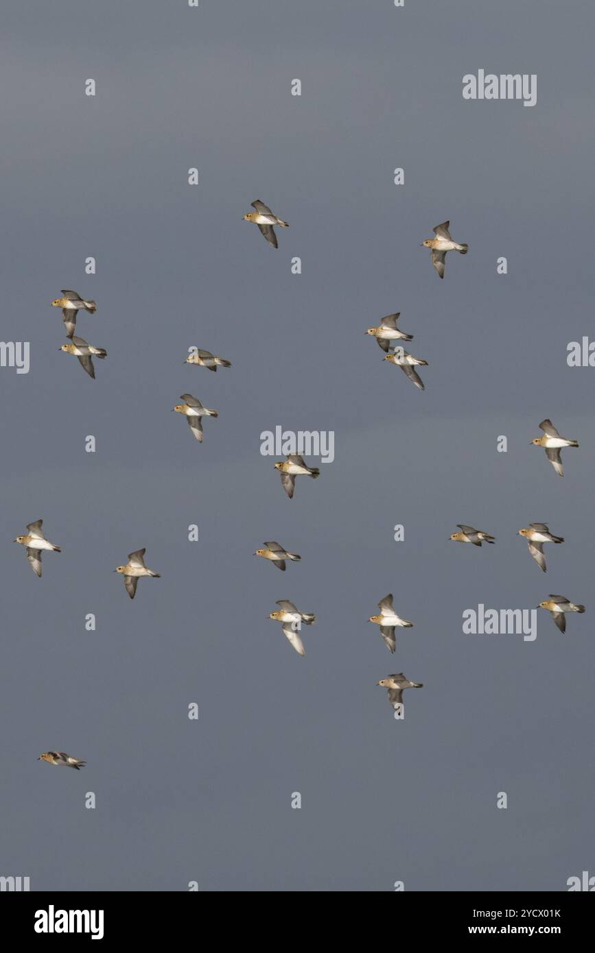 Golden Plover (Pluvialis apricaria) flock flying Norfolk October 2024 ...
