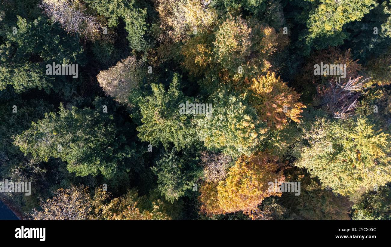 Aerial view autumn forest hi-res stock photography and images - Alamy