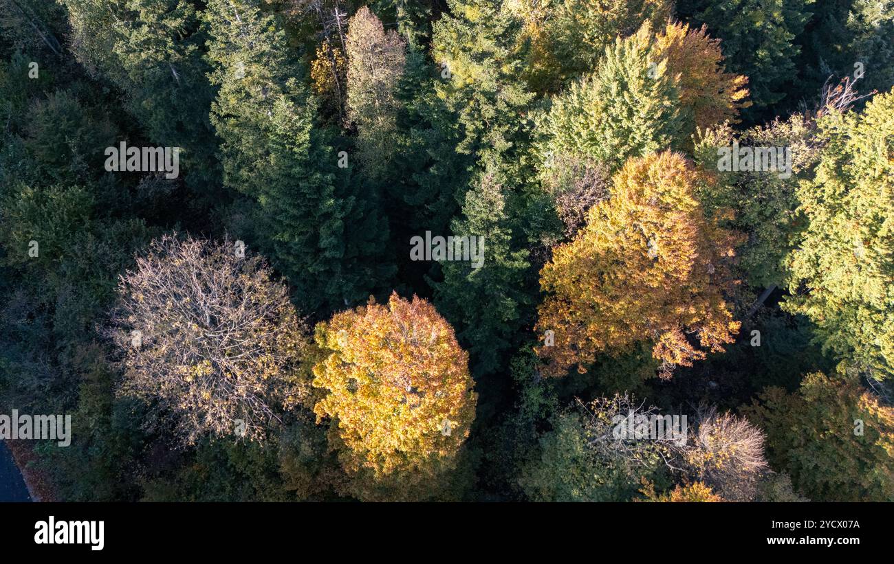 Fall season forest form right above Stock Photo - Alamy