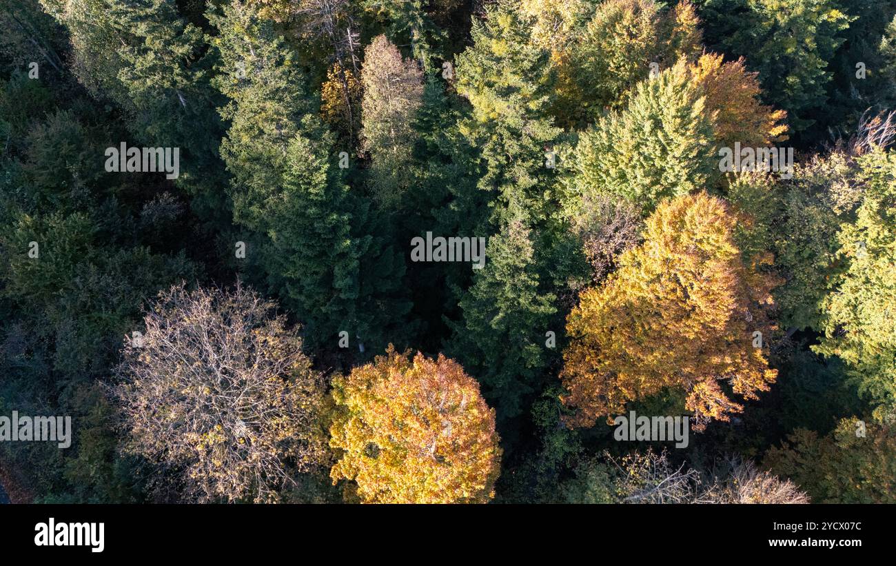 A stunning aerial view of a dense autumn forest, showcasing a rich ...