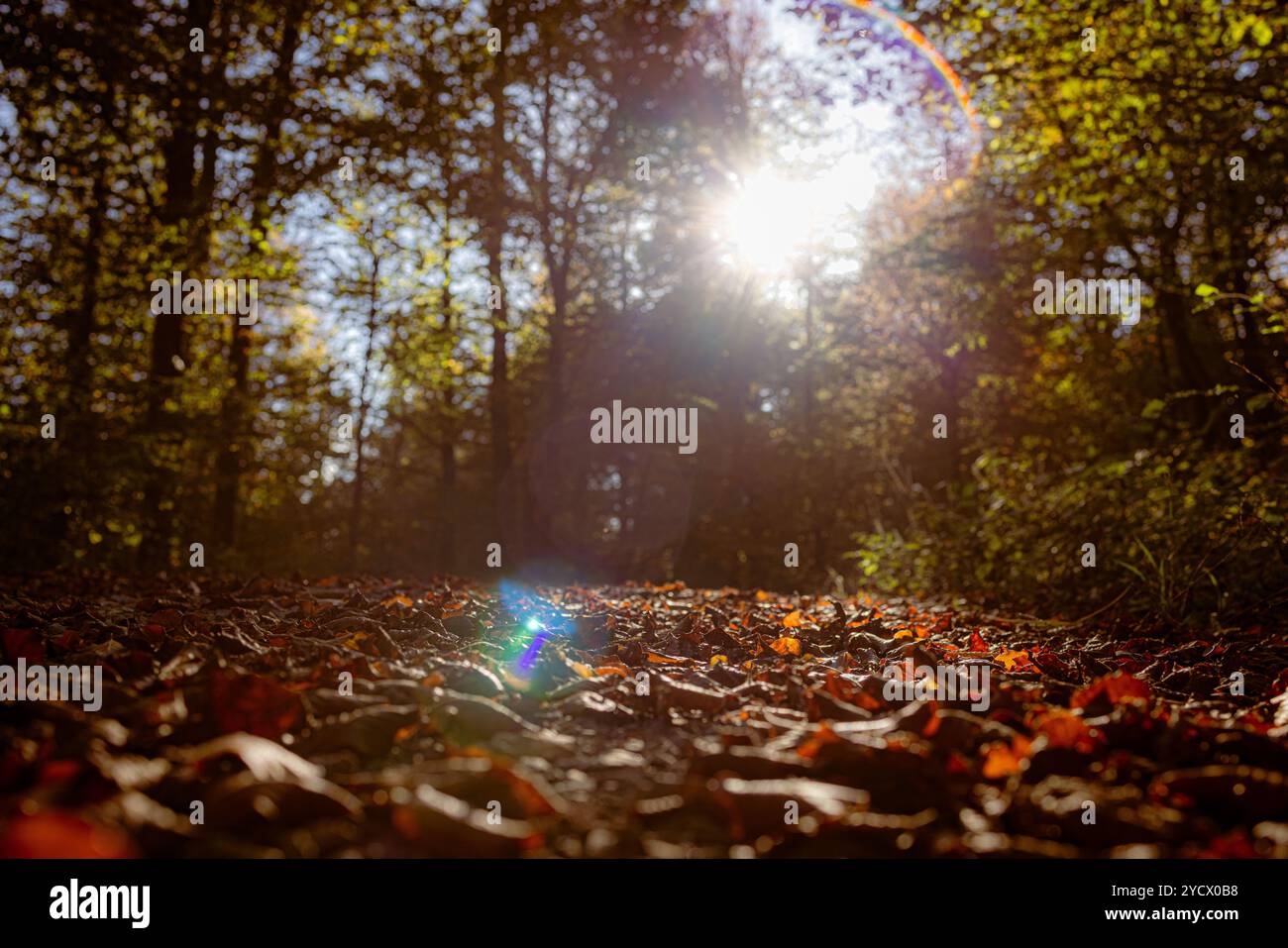 Path to sunrise hi-res stock photography and images - Alamy