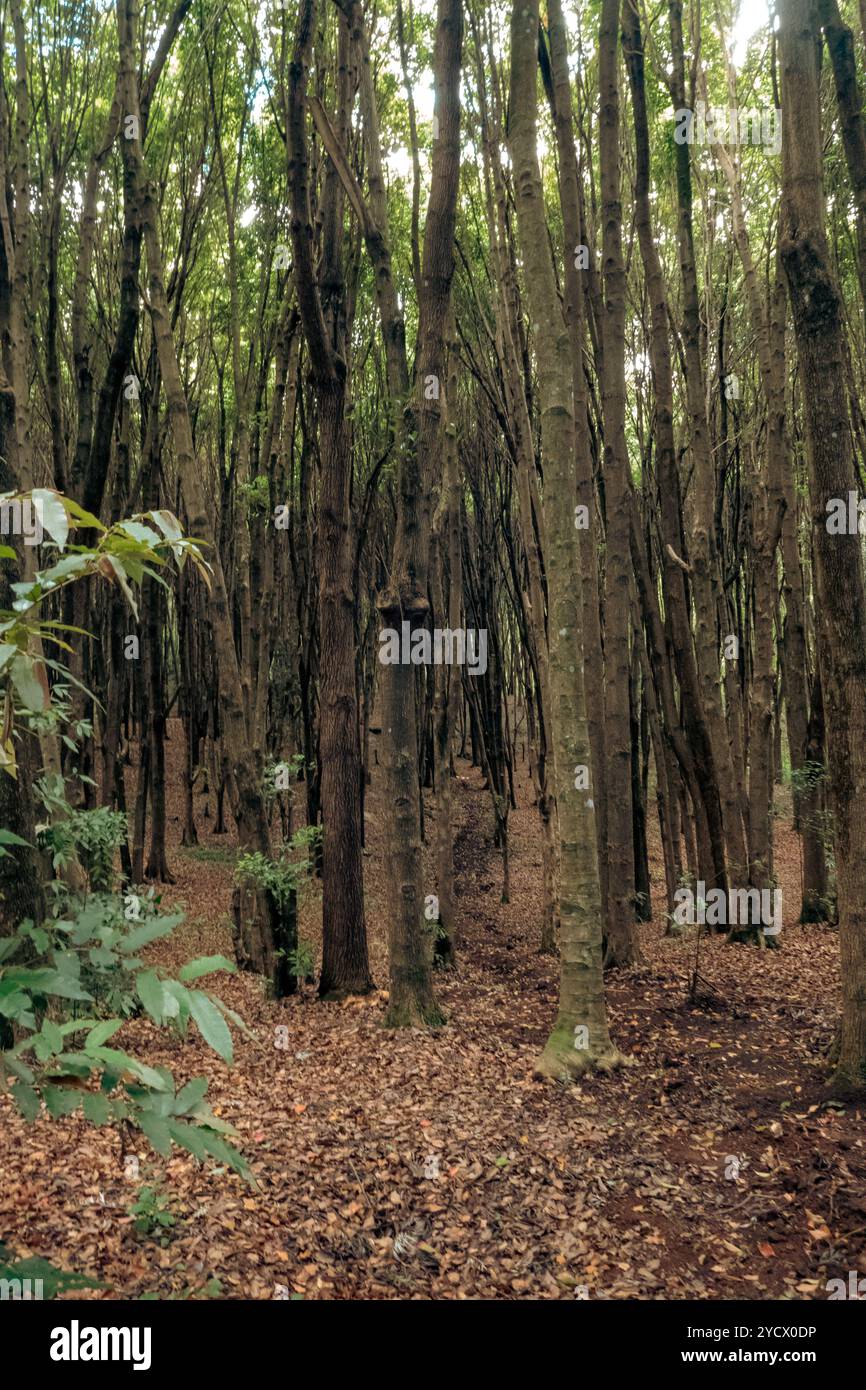 A forest of Japanese camphor trees - Cinnamomum camphora at Magamba ...