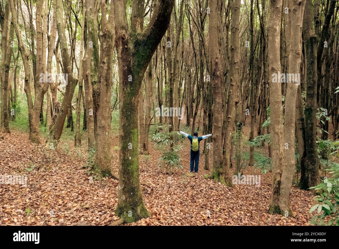 A hiker in the forest of Japanese camphor trees - Cinnamomum camphora ...