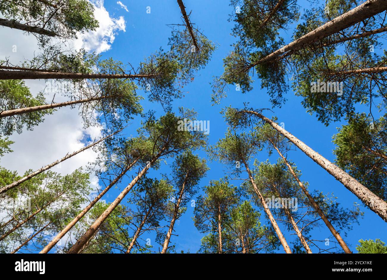 Crowns tall pine trees hi-res stock photography and images - Alamy
