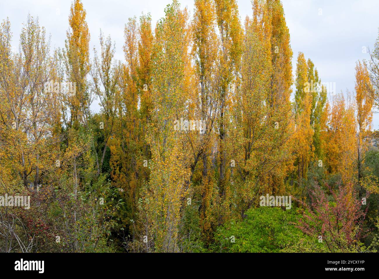 In the month of October, autumn begins to color the fields Stock Photo ...