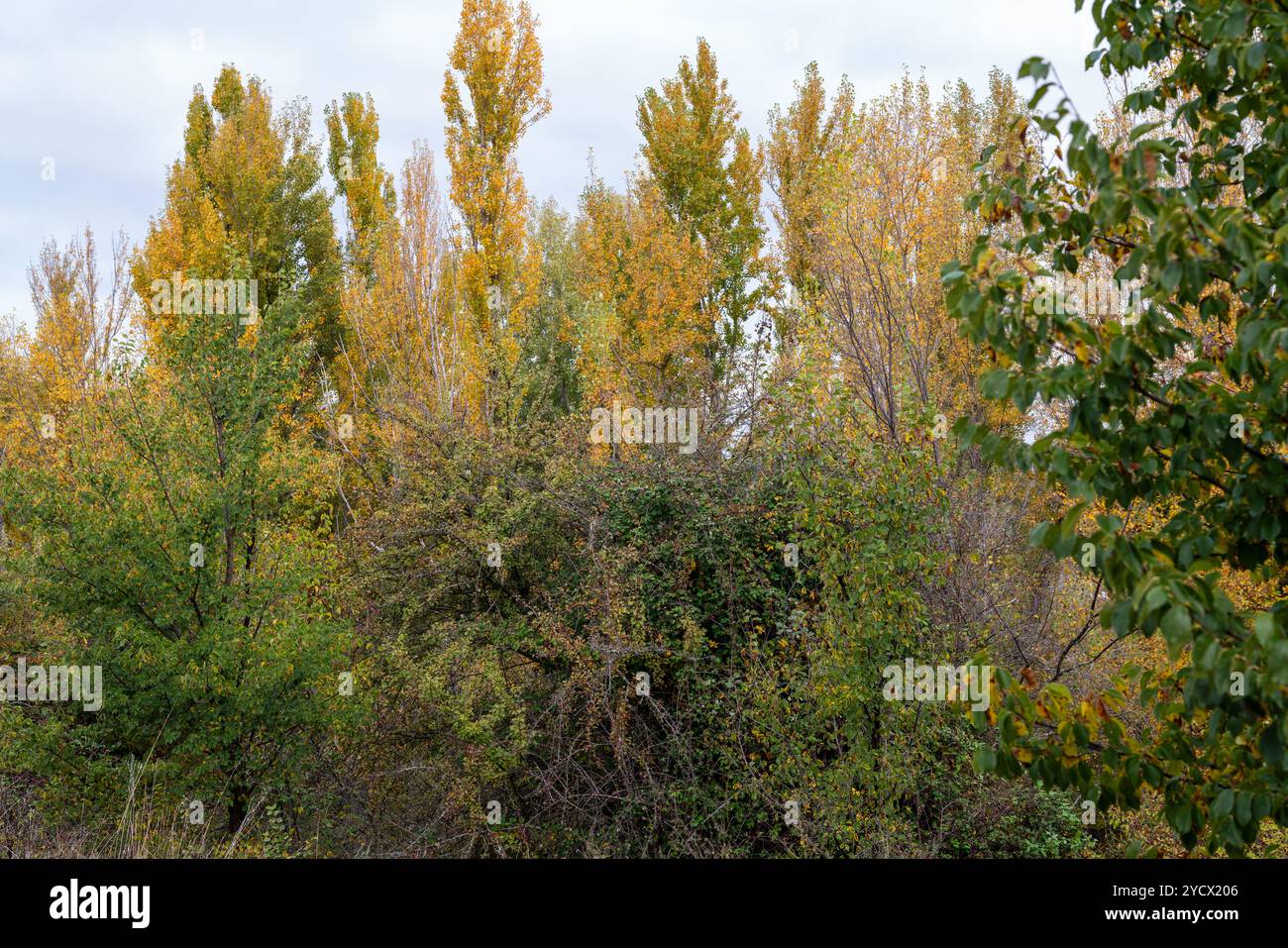 In the month of October, autumn begins to color the fields Stock Photo ...
