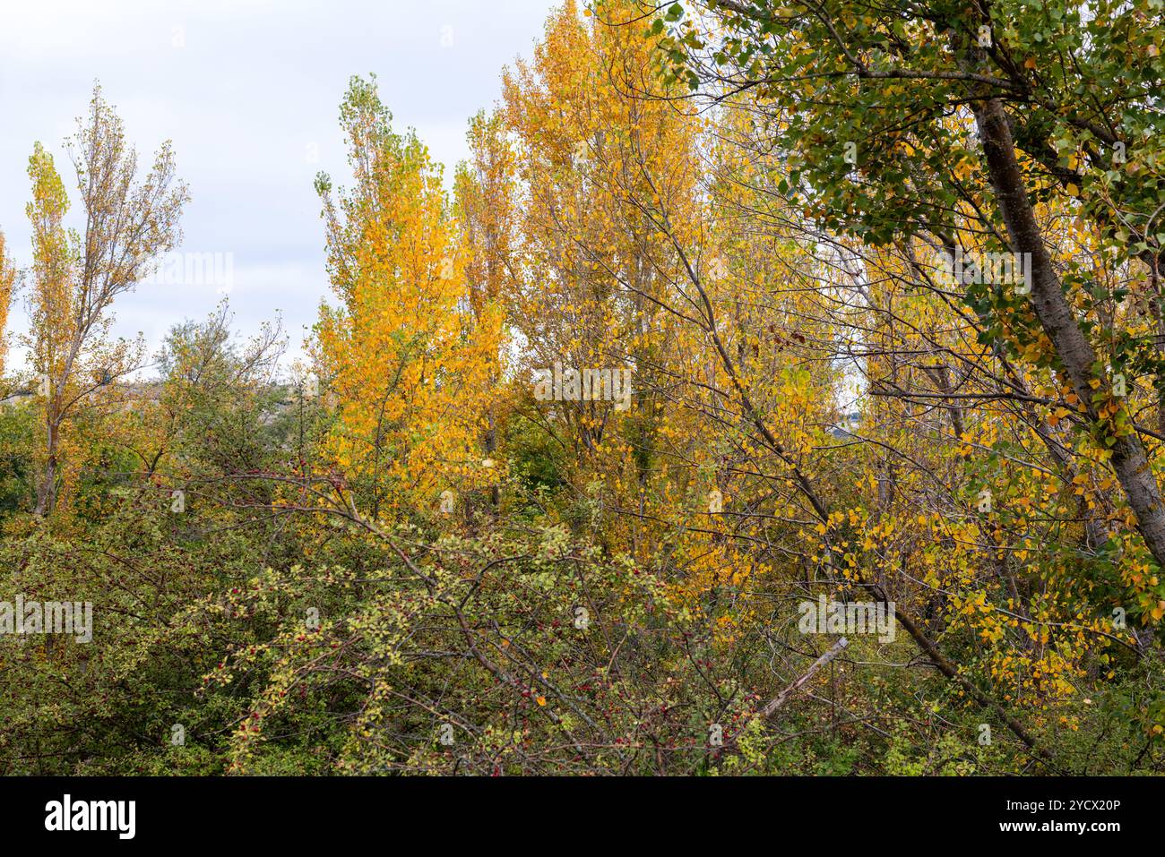 In the month of October, autumn begins to color the fields Stock Photo ...