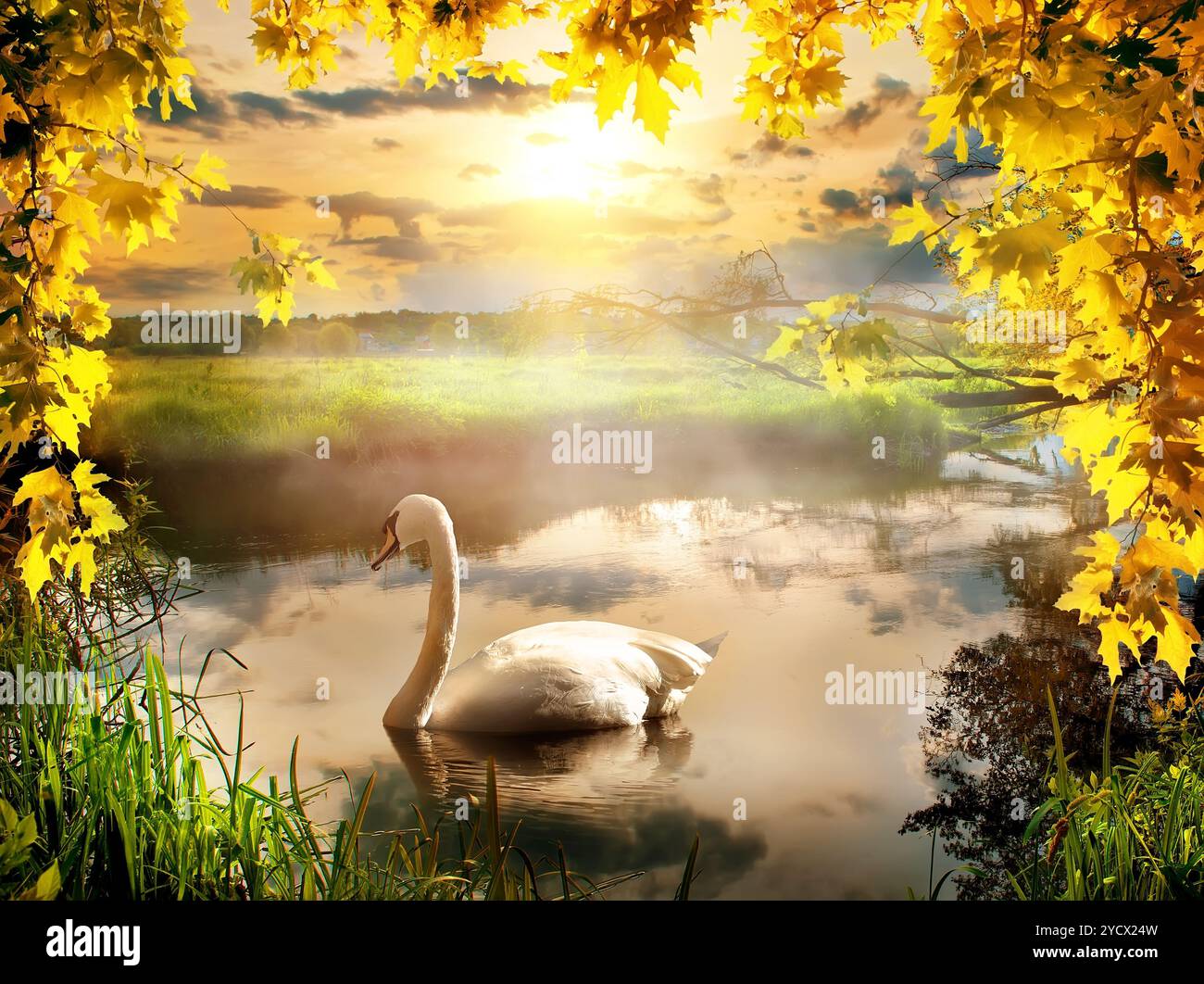 Autumn swan hi-res stock photography and images - Alamy