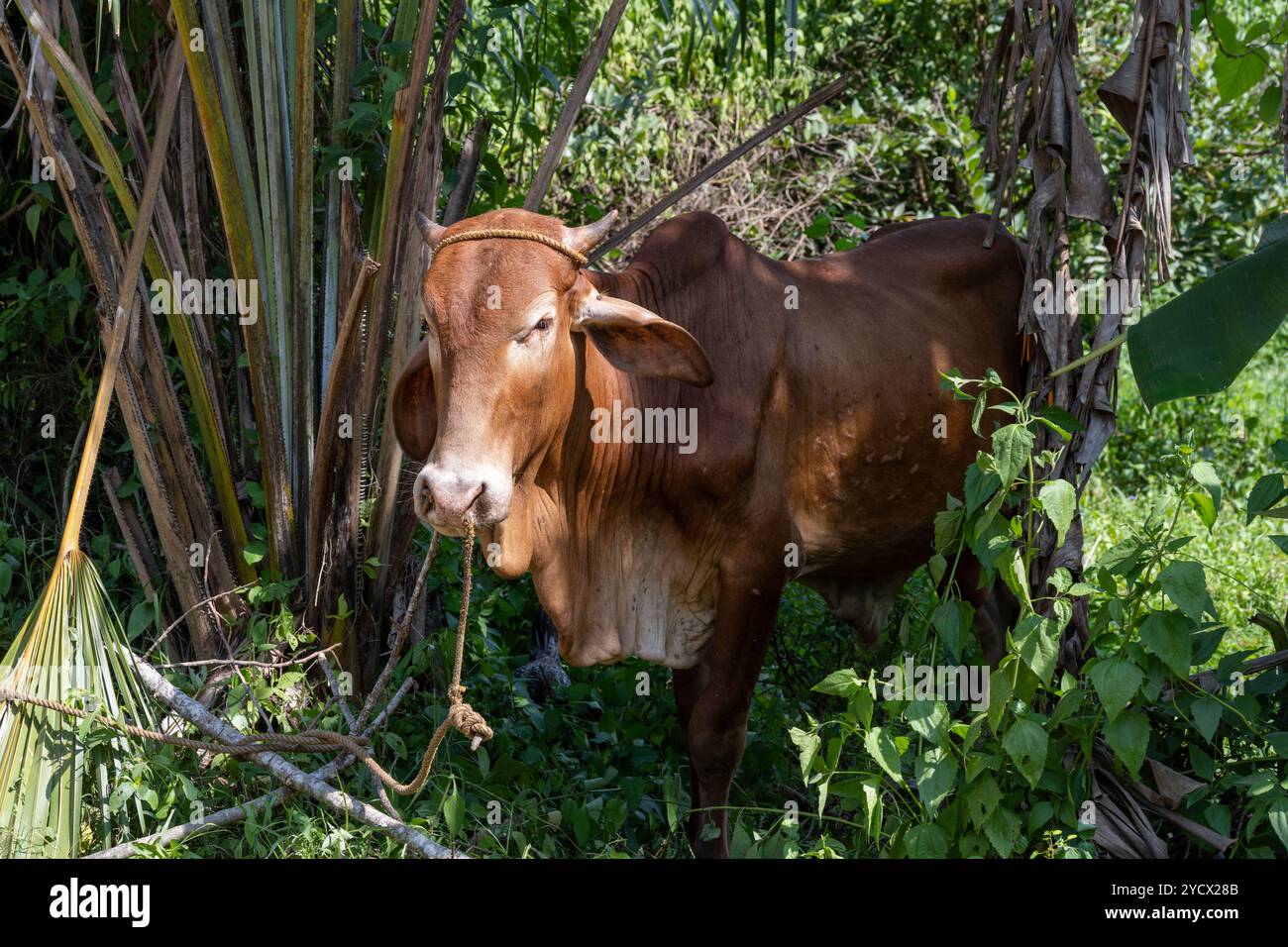 A brown Philippine cow is taking shade among trees in the Batangas ...