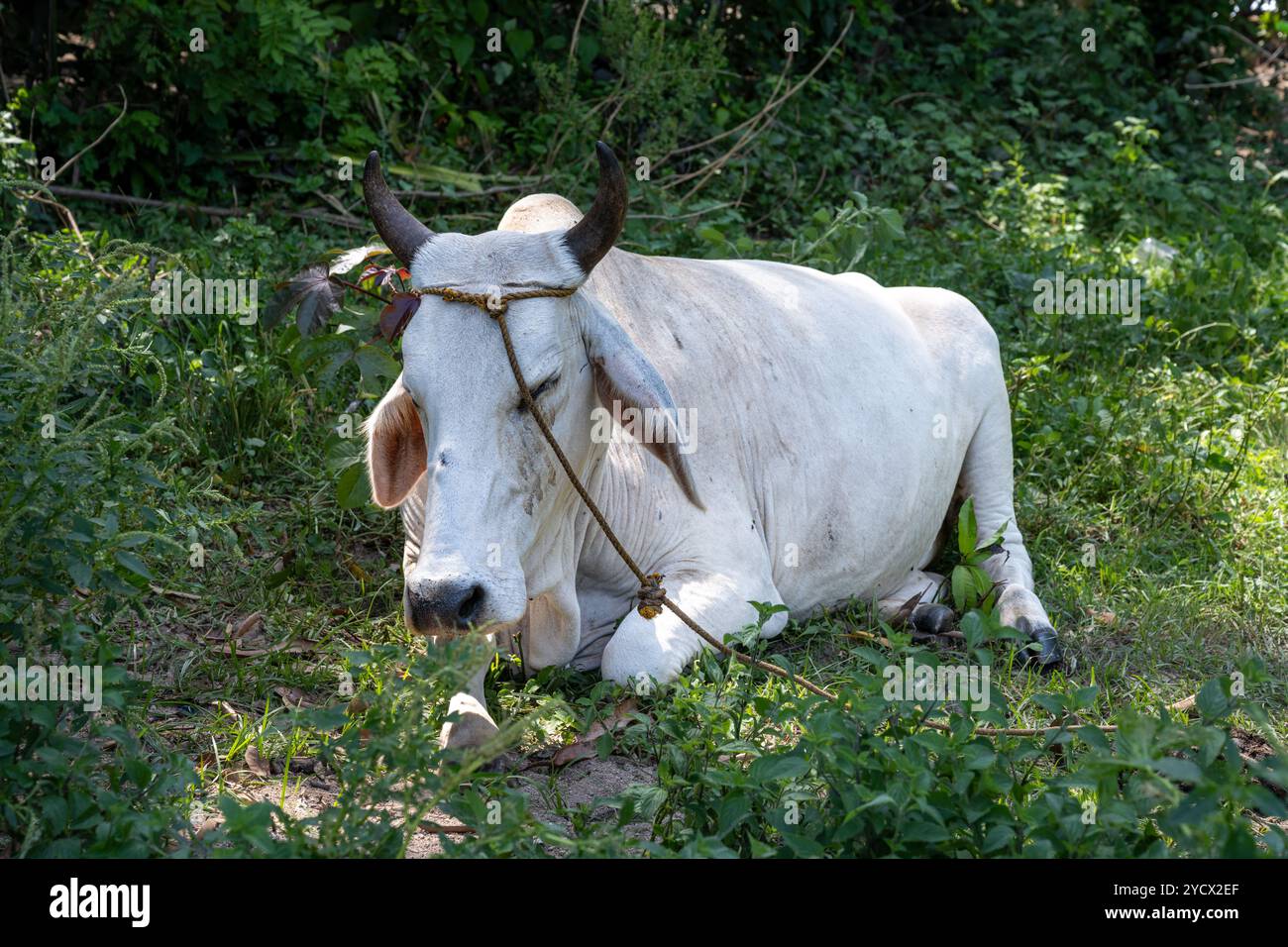 A white Philippine cow is lying in the shade among trees in the ...