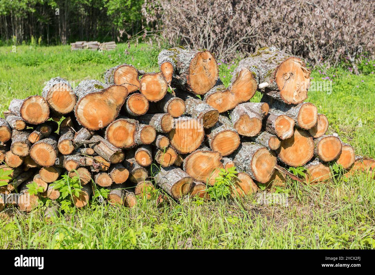 Stock pile of timber, chopped down trees at the forest in summertime ...