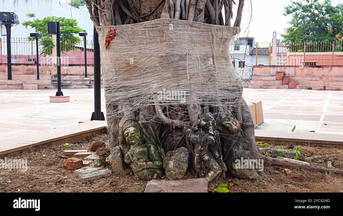 View of banyan tree with seven vow threads, Hatkeshwar Temple, Vadnagar ...
