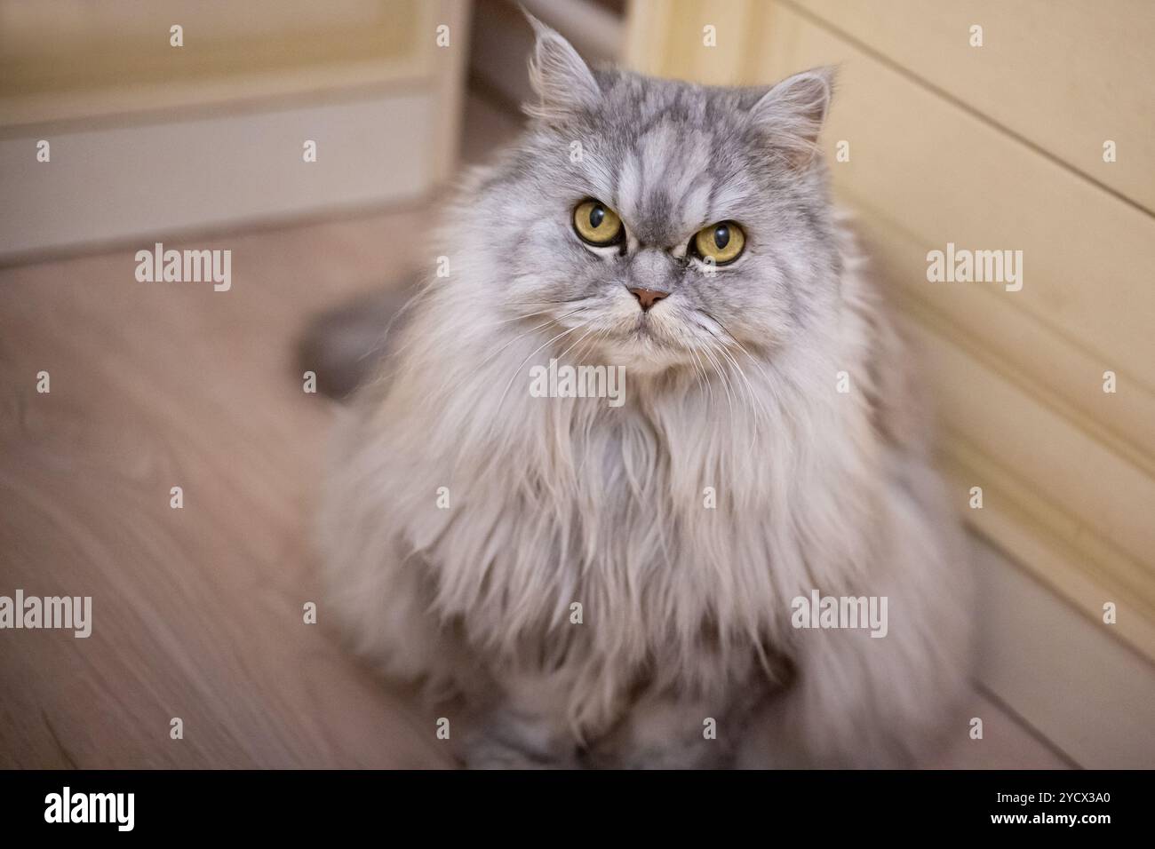 Portrait of The fluffy grey cat is a highland straight - eared breed ...