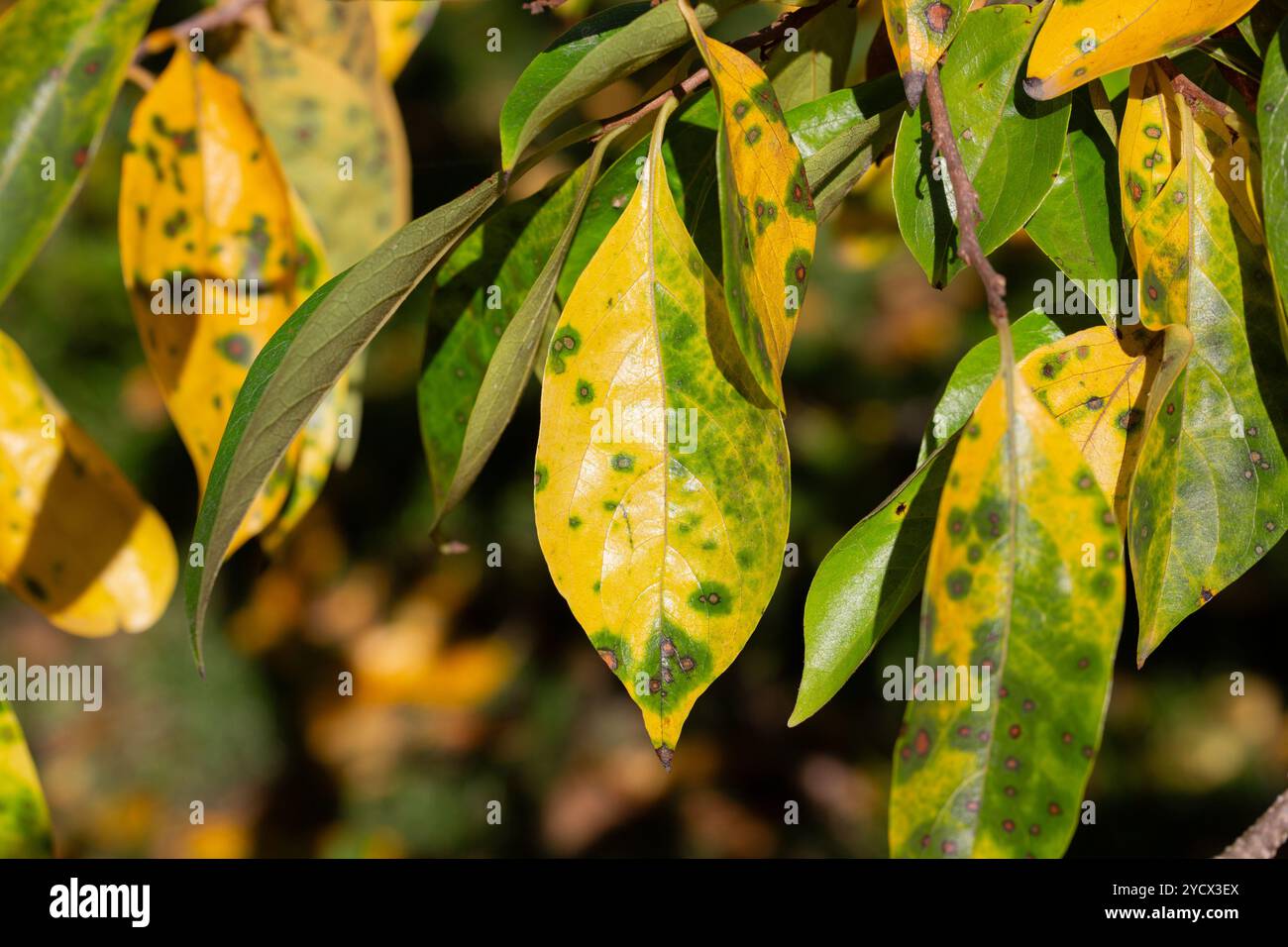 Japanese persimmon hand hi-res stock photography and images - Alamy