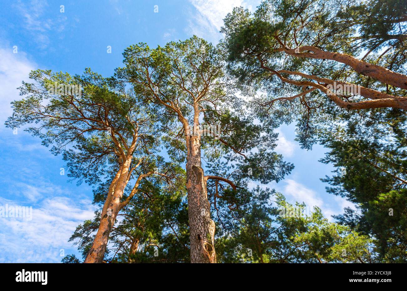 Crowns tall pine trees hi-res stock photography and images - Alamy