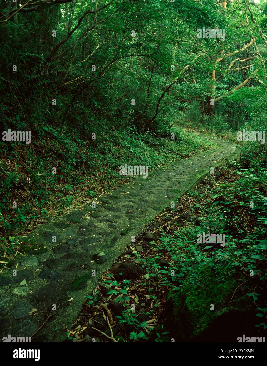Ashigara mountain hi-res stock photography and images - Alamy
