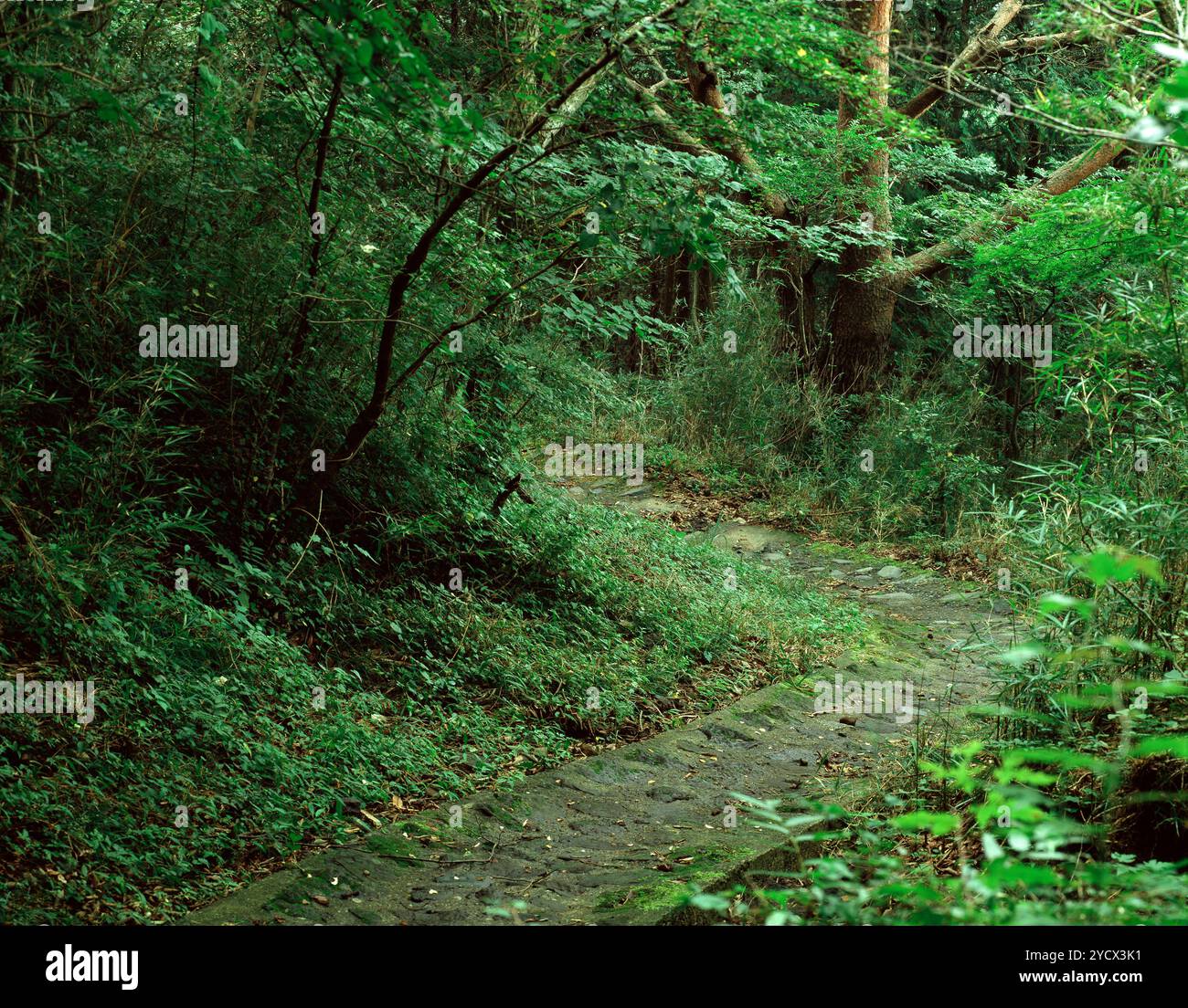 Ashigara mountain hi-res stock photography and images - Alamy