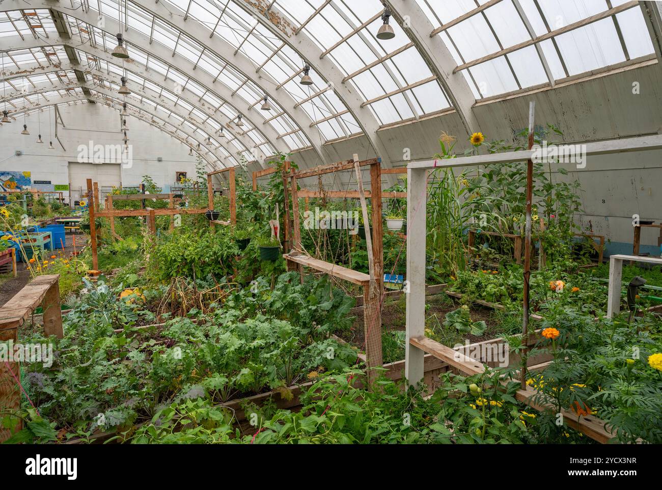 Interior of an Arctic community greenhouse in Inuvik, Northwest ...