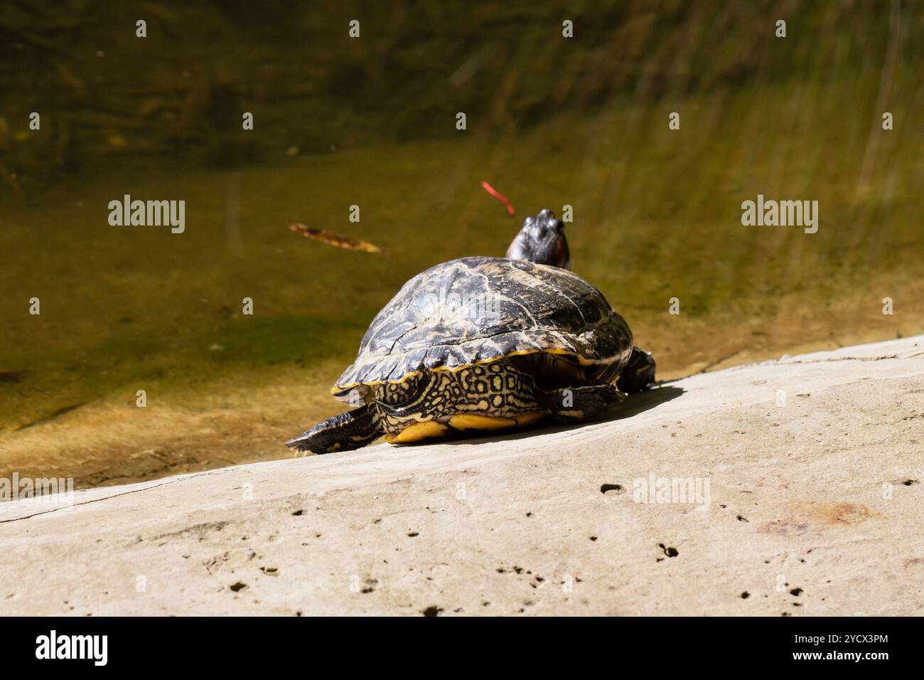 Red-eared turtle rear view, turtle butt Stock Photo - Alamy