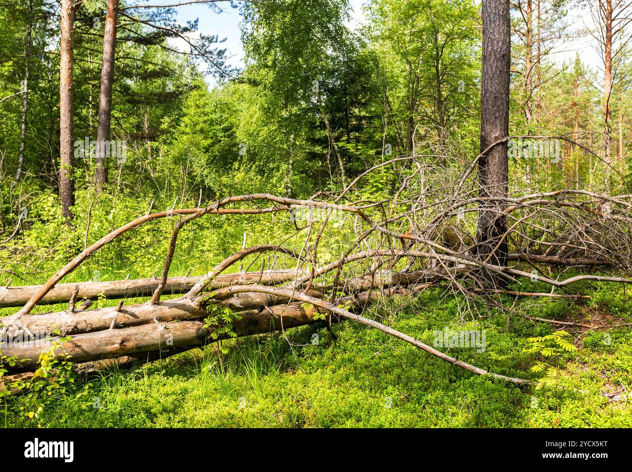 Deep wild forest in hi-res stock photography and images - Alamy