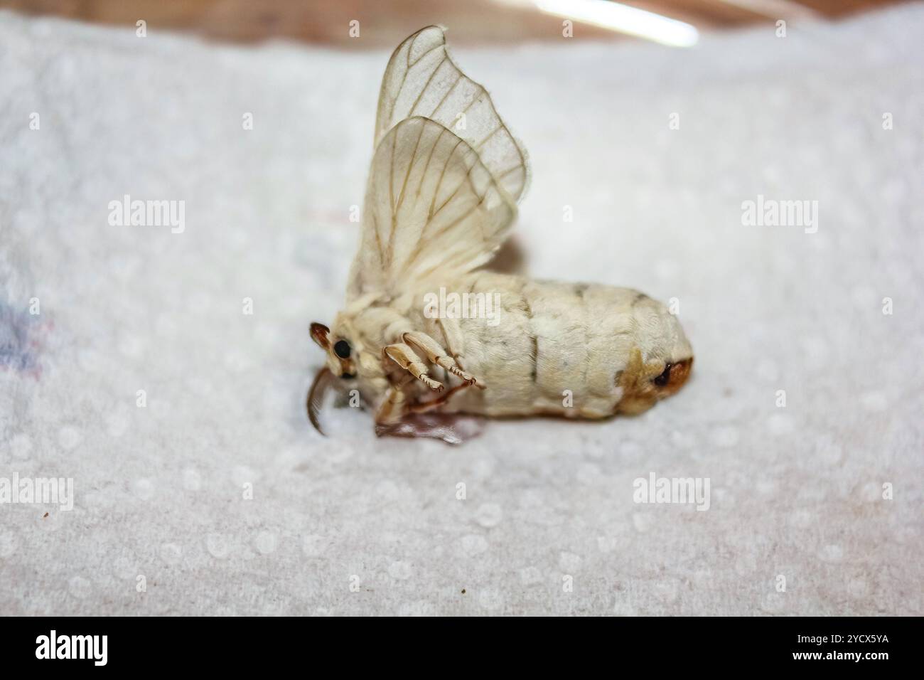 Intricate beauty of moths hi-res stock photography and images - Alamy