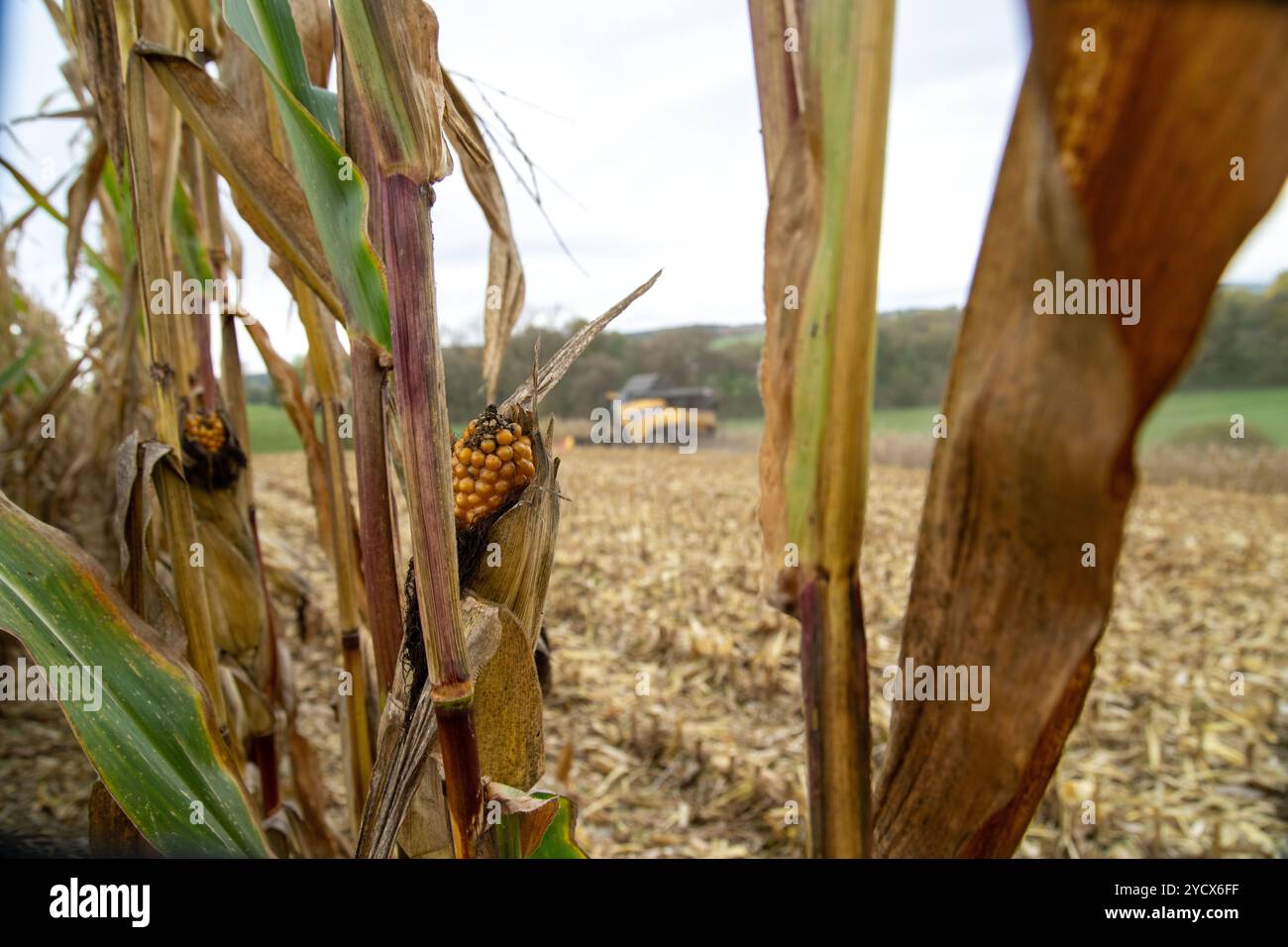 Bodelstadt, Germany. 22nd Oct, 2024. Behind a ripe corn cob, a farmer ...