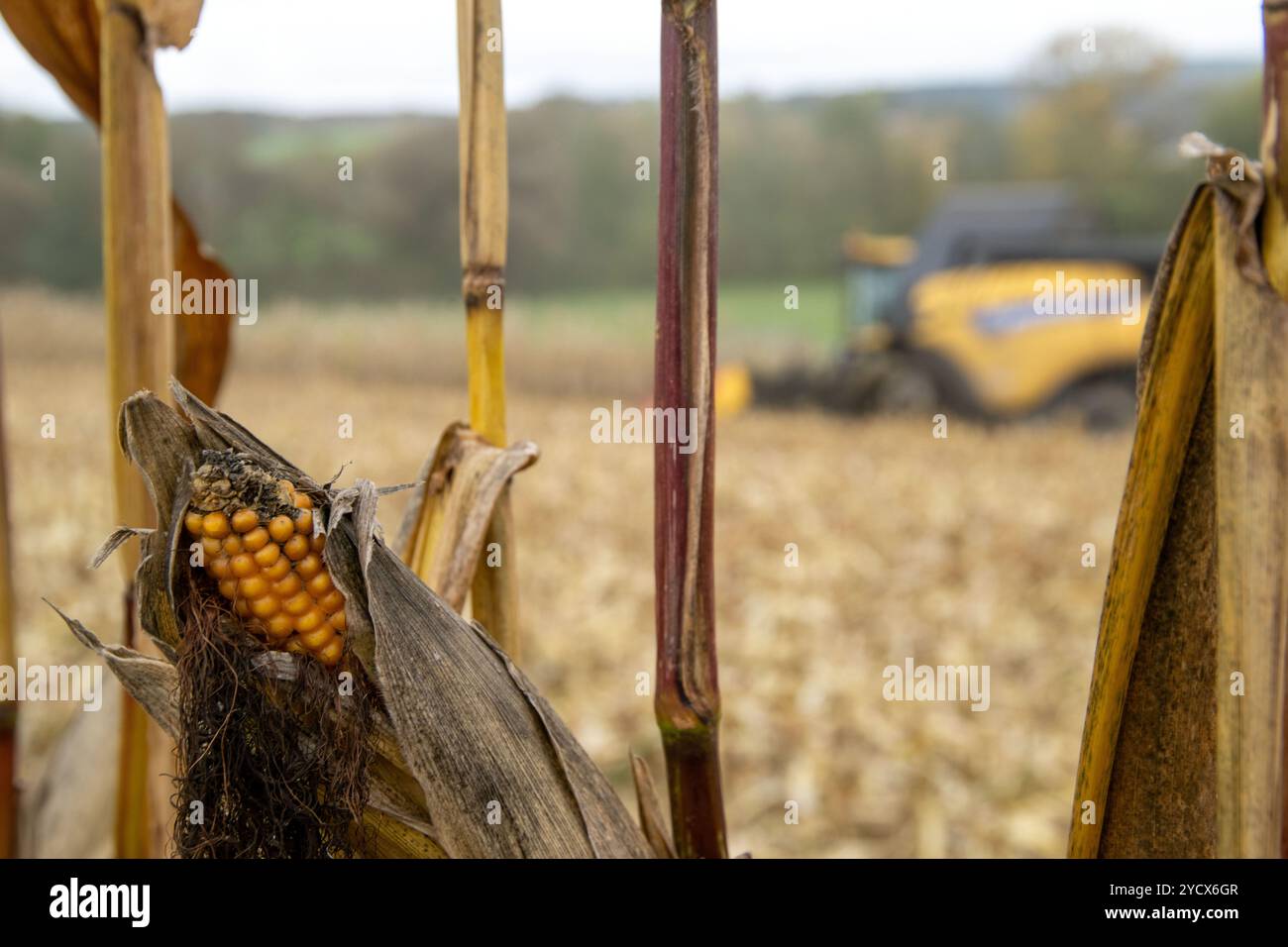 Bodelstadt, Germany. 22nd Oct, 2024. Behind a ripe corn cob, a farmer ...