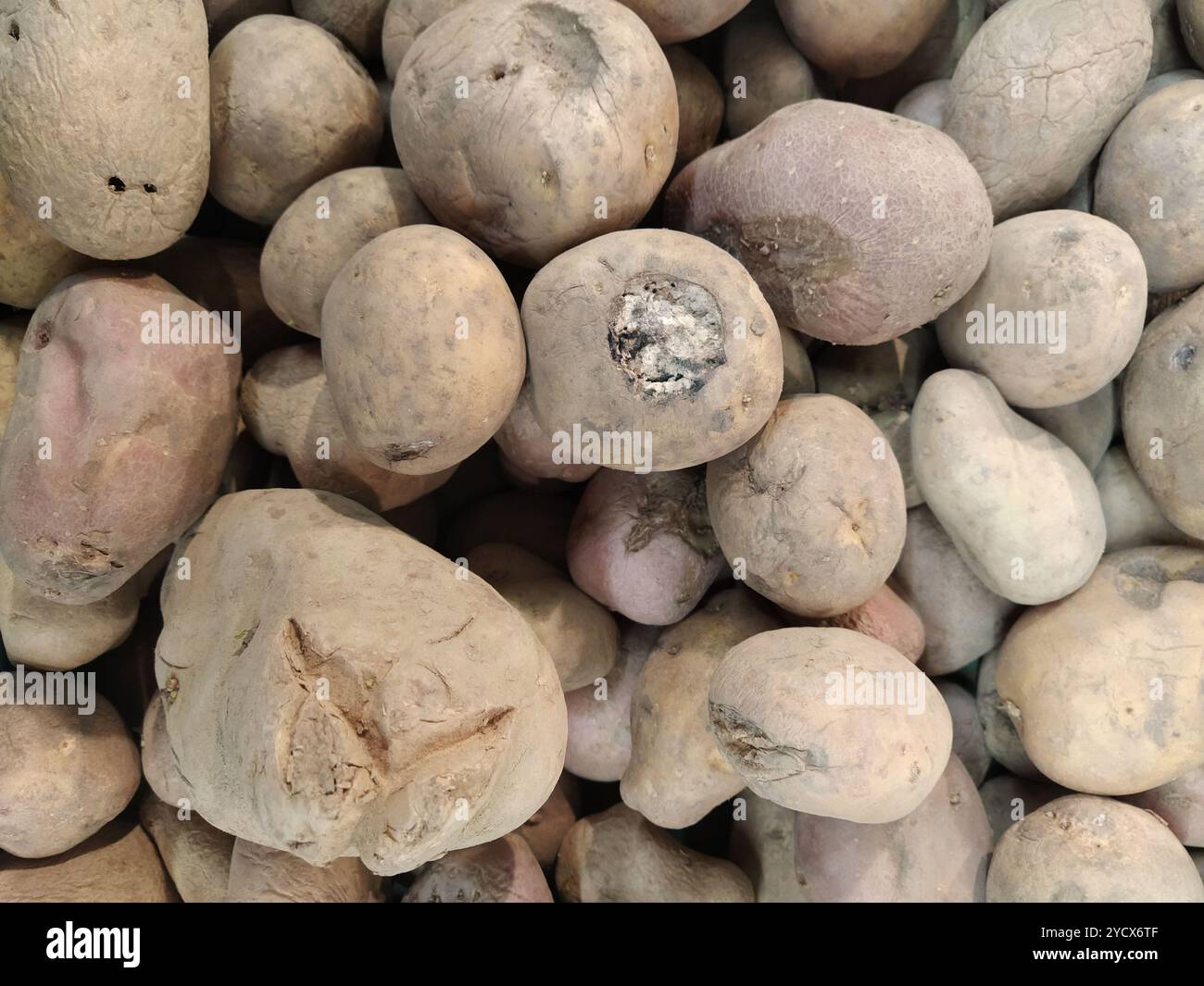 A collection of decaying potatoes is stacked closely together ...