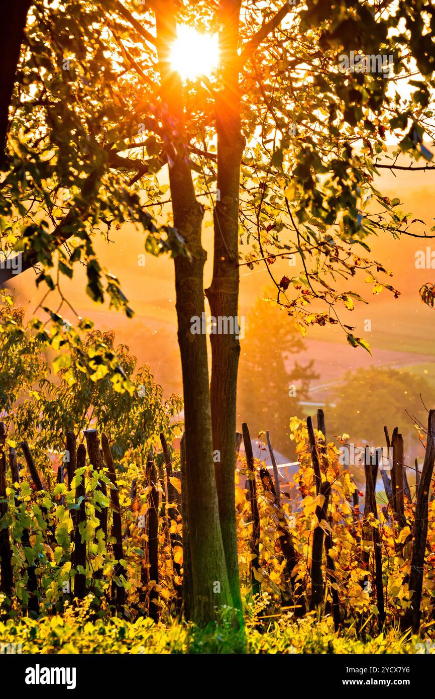 Sunset in vineyard through tree vertical view Stock Photo - Alamy
