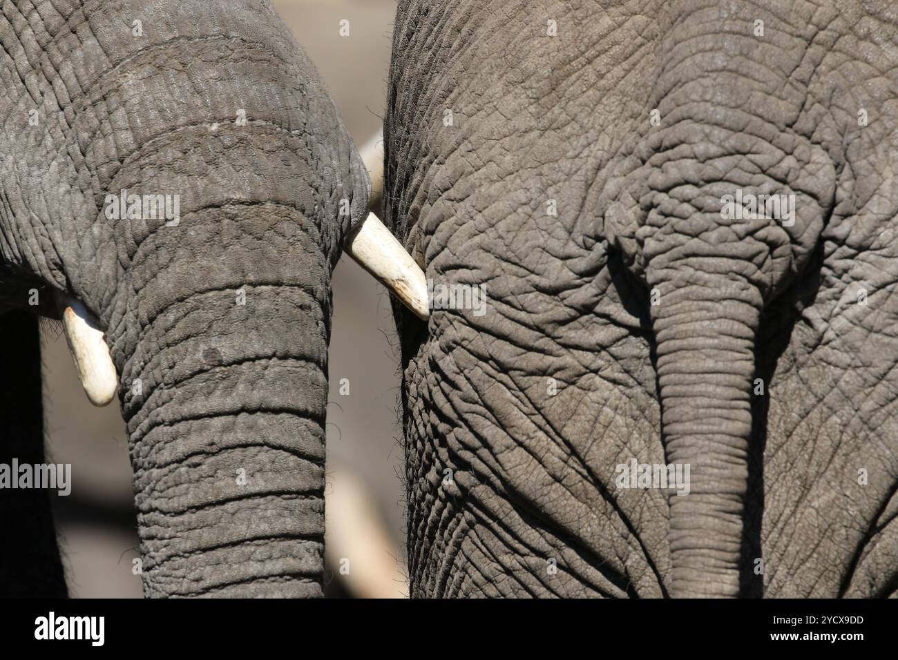 Nudge elephant hi-res stock photography and images - Alamy