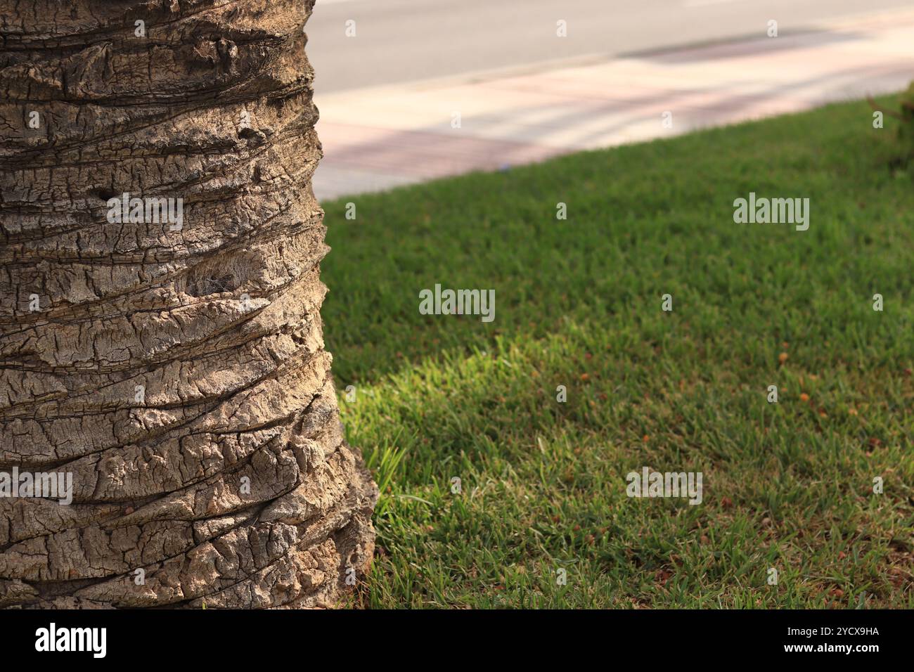Palm tree from ground level, tree trunk and grass. Palm tree grows in ...