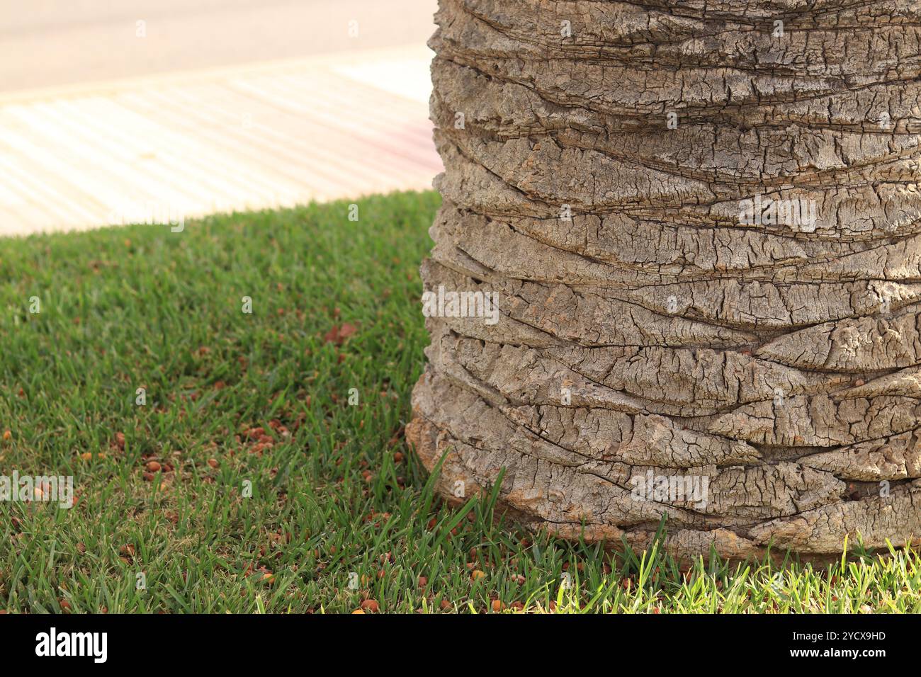 Palm tree from ground level, tree trunk and grass. Palm tree grows in ...