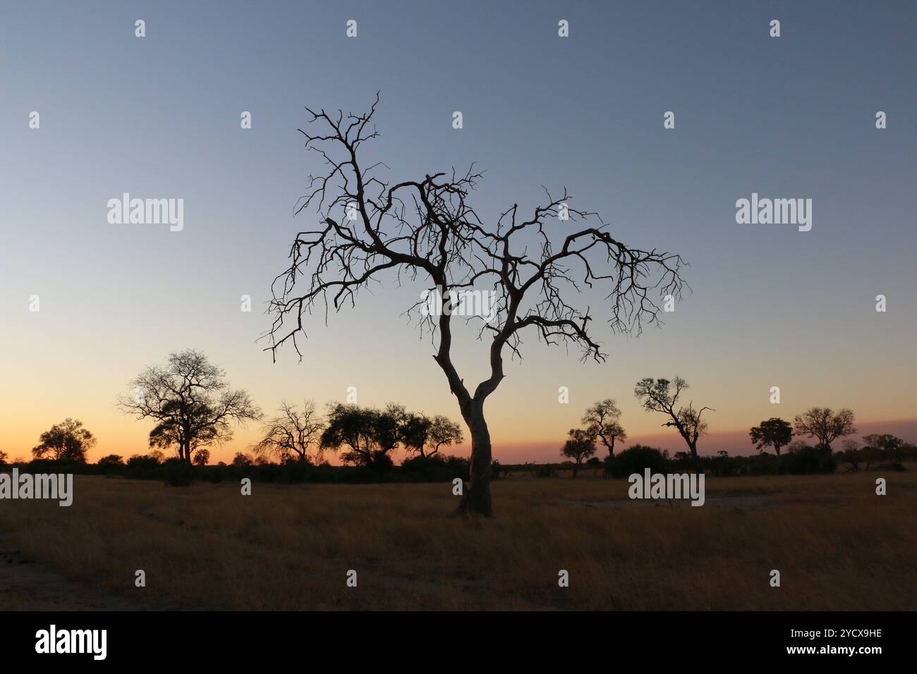 Skeleton tree hi-res stock photography and images - Alamy