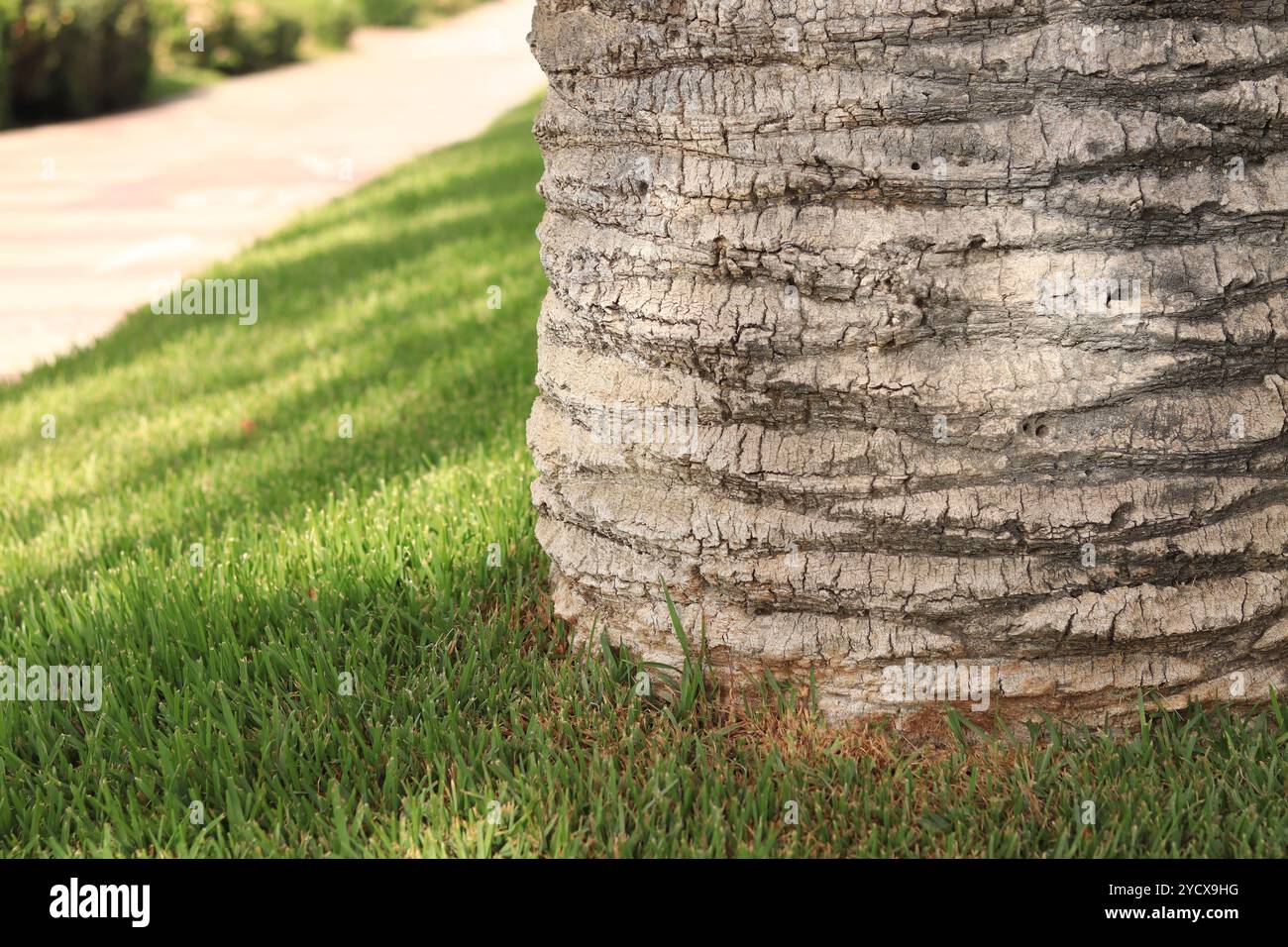Palm tree from ground level, tree trunk and grass. Palm tree grows in ...