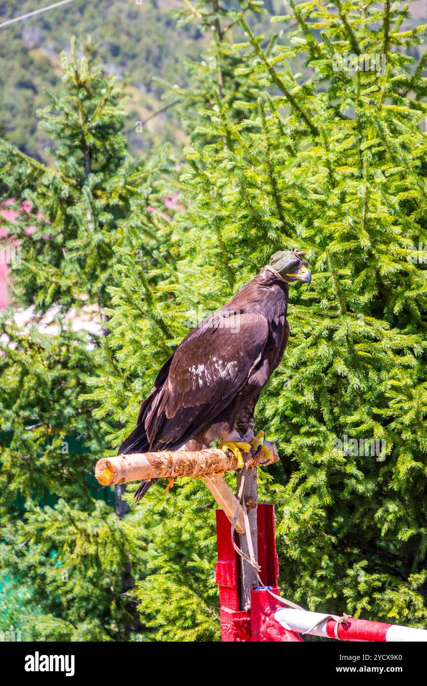 Bald eagle on pole hi-res stock photography and images - Alamy