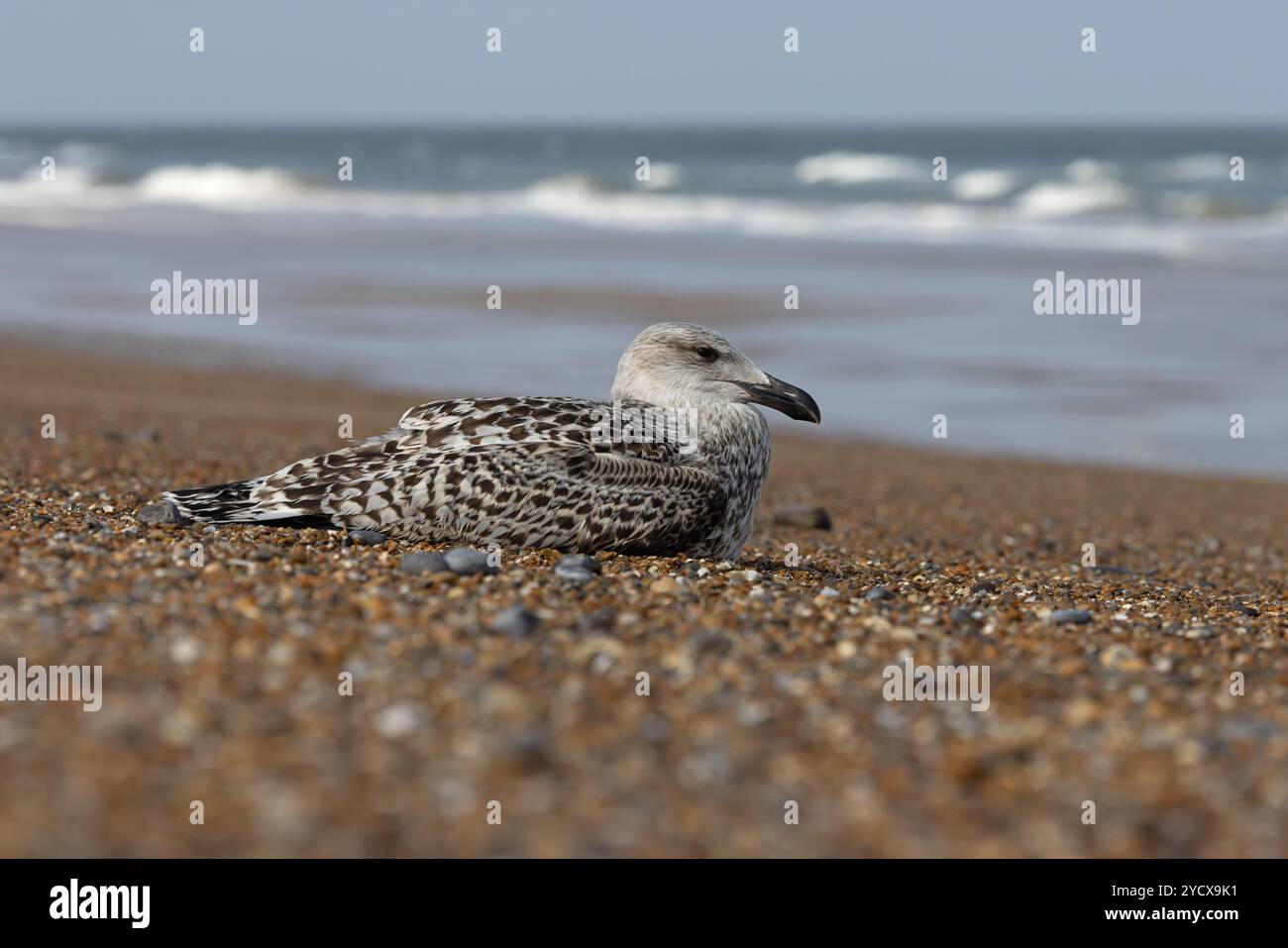 Great Black-backed Gull (Larus marinus) sick juvenile sitting on stony ...
