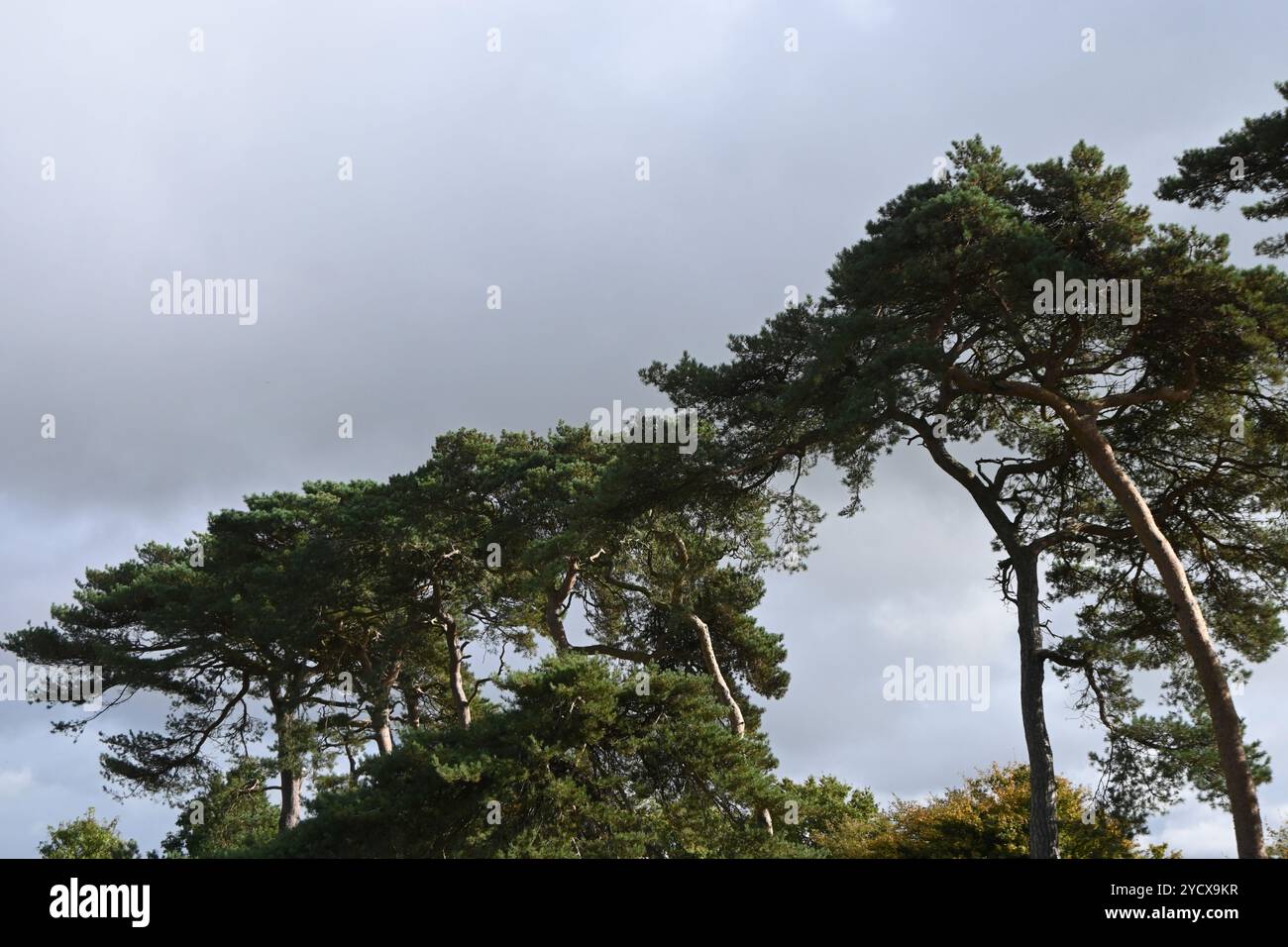 scots pine trees, norfolk, england Stock Photo - Alamy