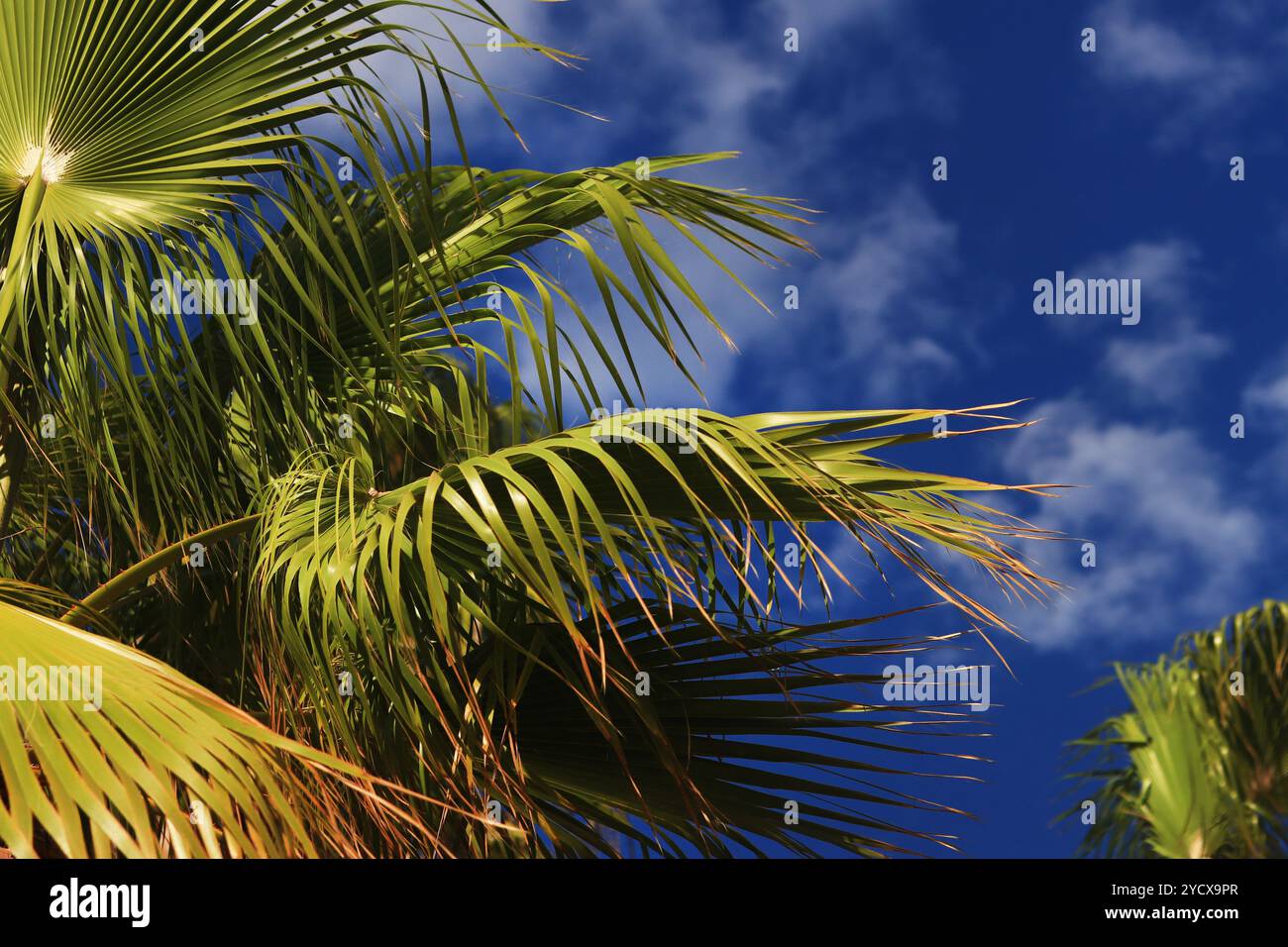 Bottom up view beautiful palm hi-res stock photography and images - Alamy