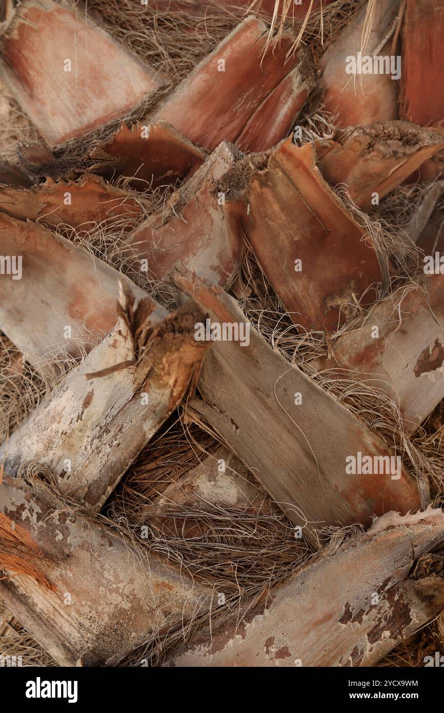Palm tree trunk texture. Palm tree, bark close-up. Natural background ...