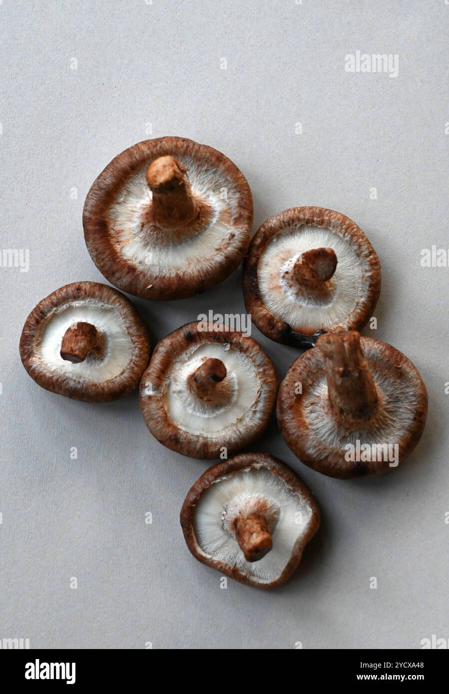Mushrooms with deciduous trees hi-res stock photography and images - Alamy