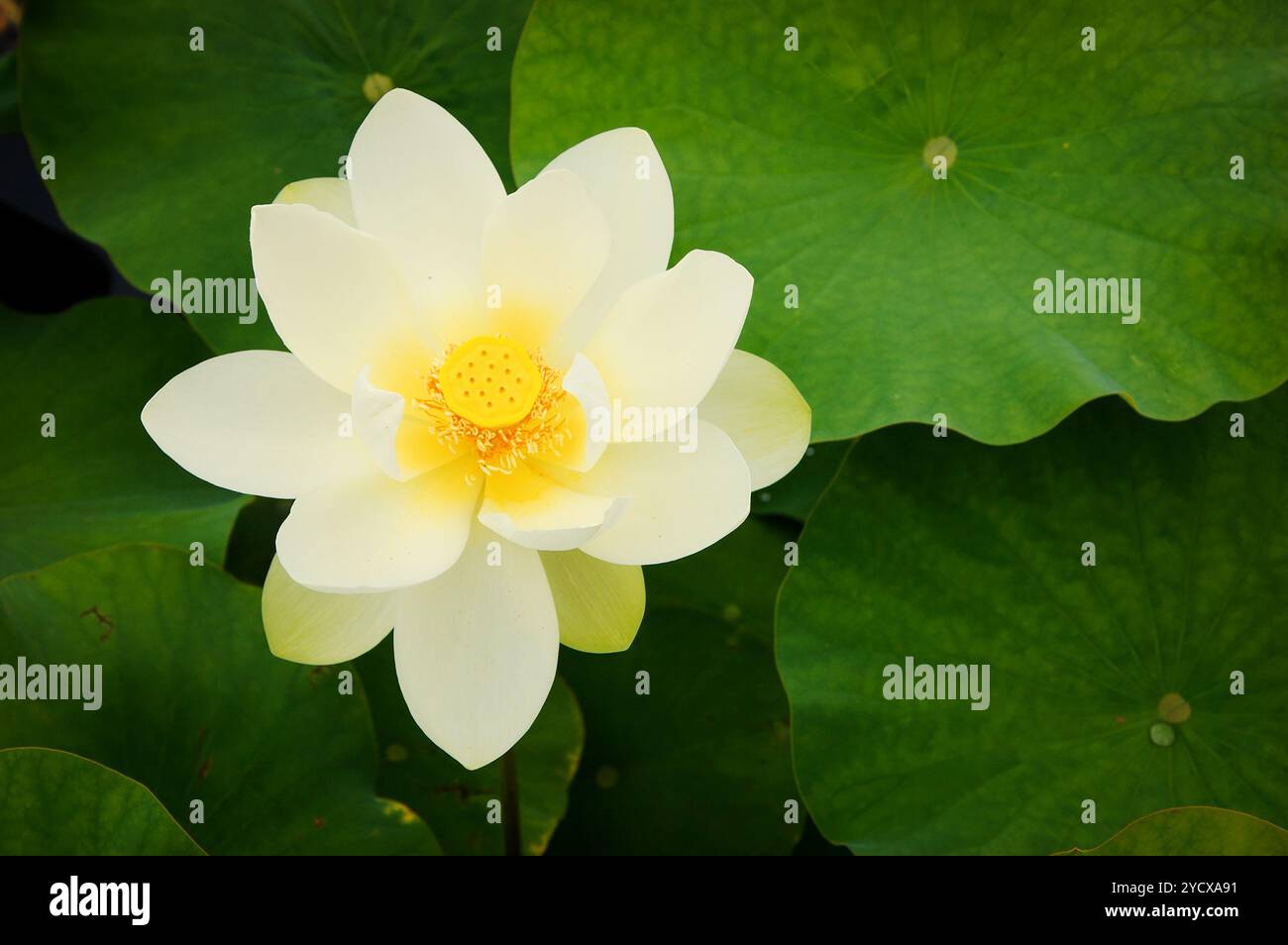 Lotus flower. Close up Stock Photo - Alamy