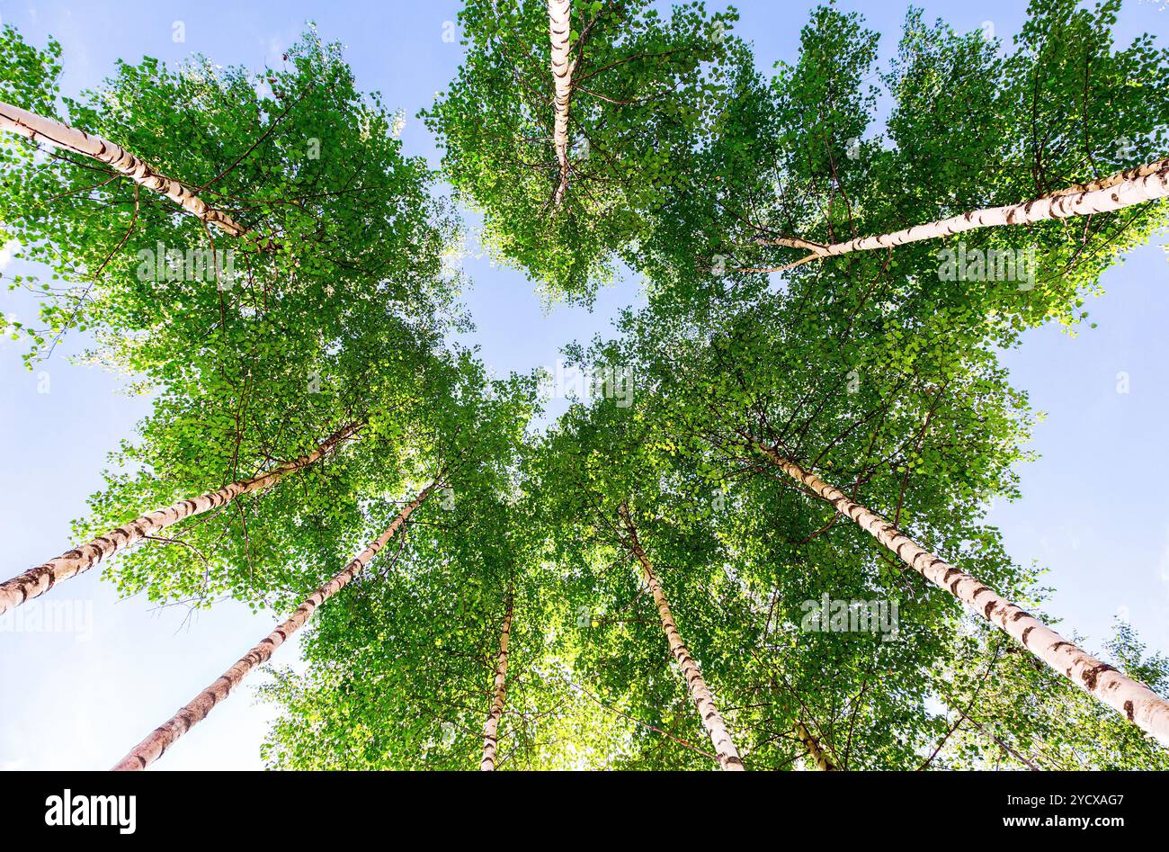 Crowns of tall birch trees in the forest against a blue sky. Deciduous ...